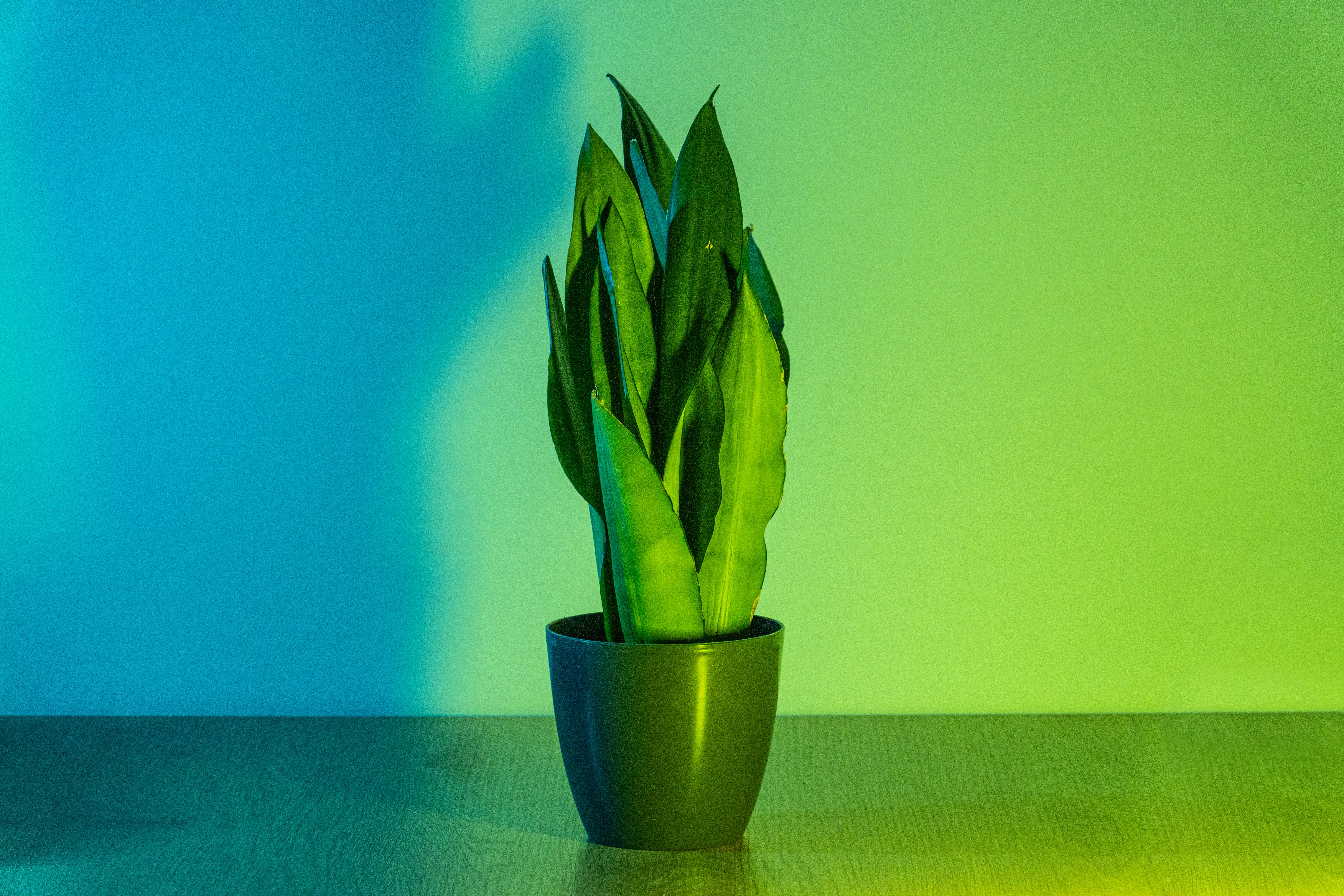 Green Sentience in a Neon Grove