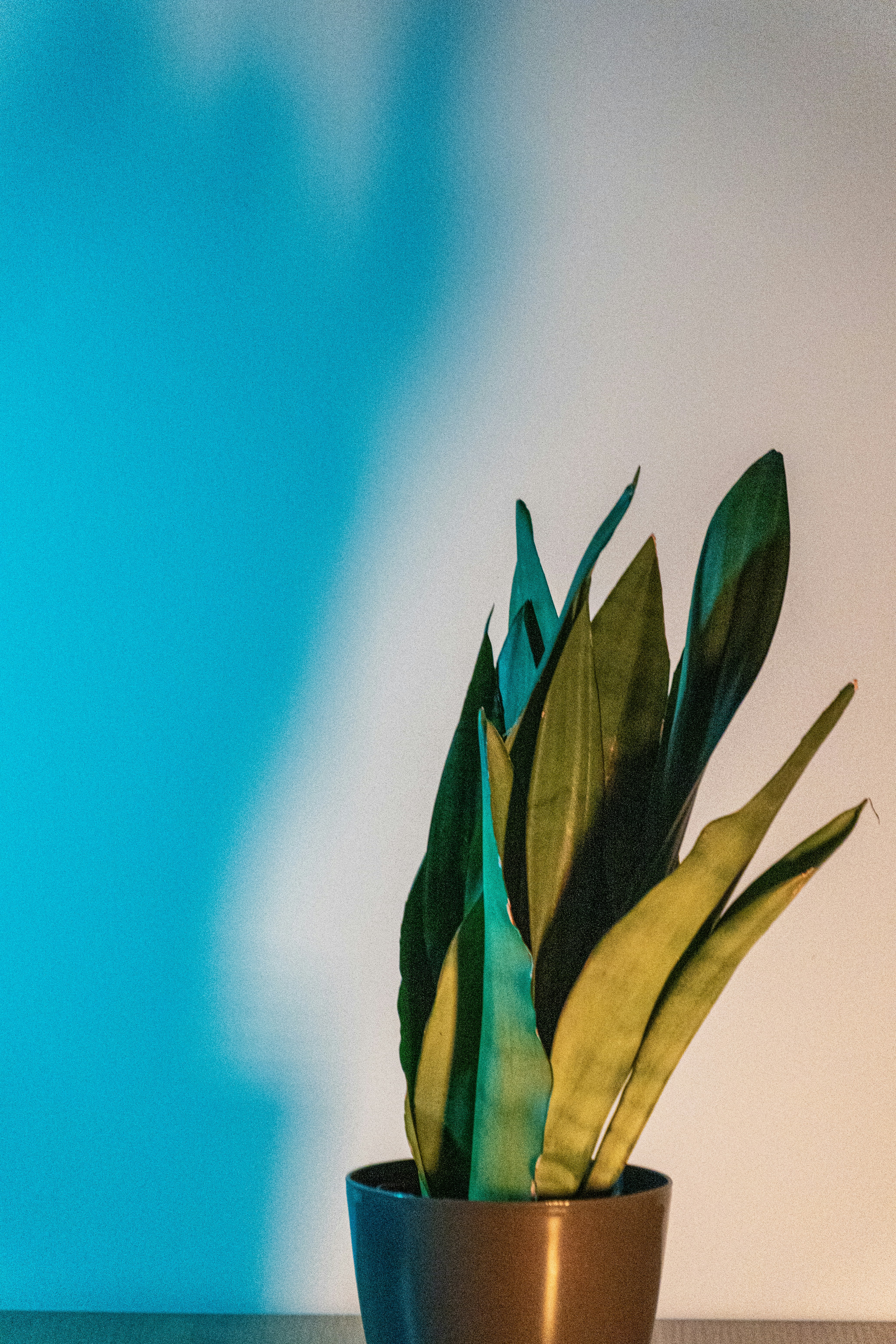 Emerald Leaves in a Sunset Glow