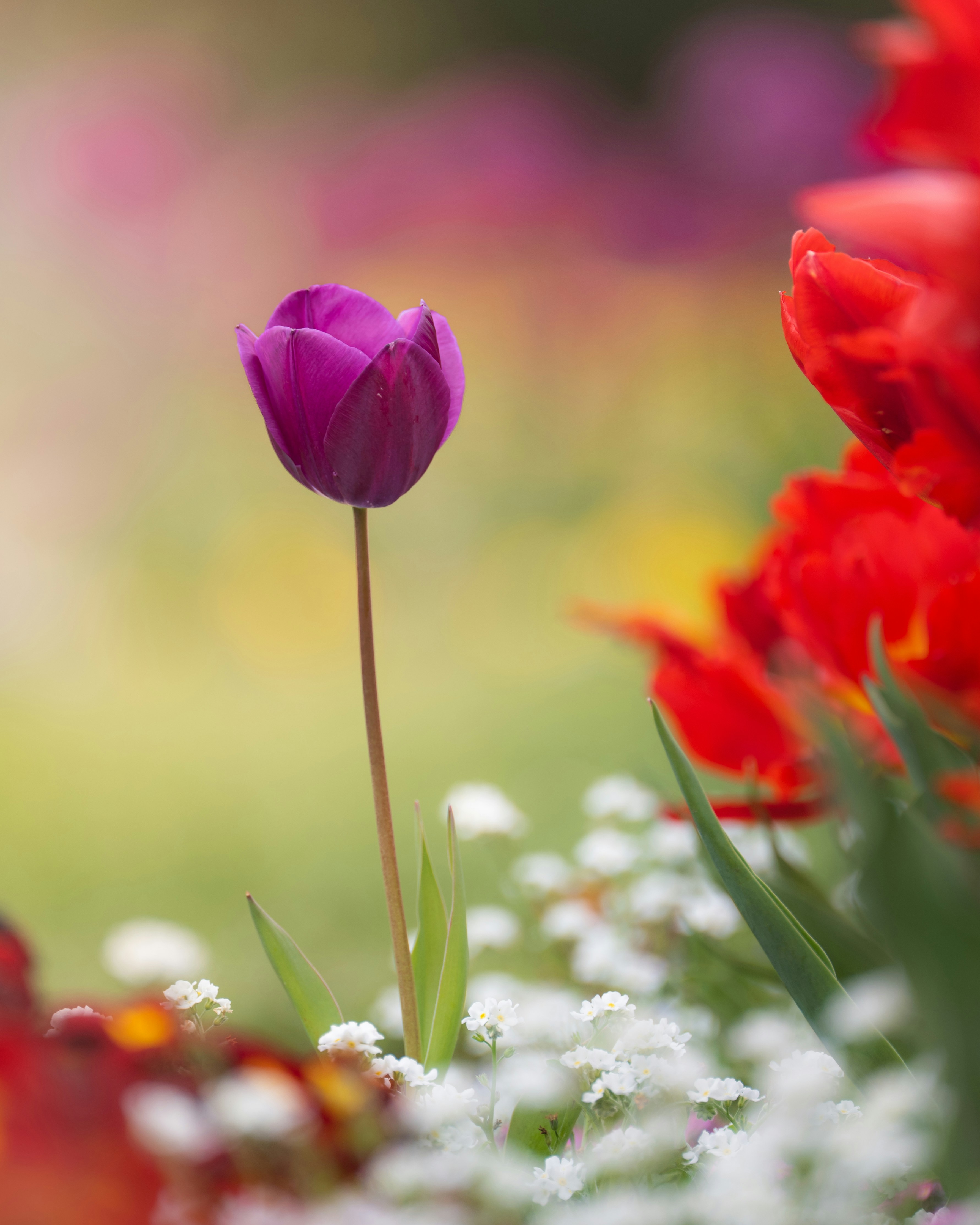 A lone purple tulip stands tall amid a blur of color
