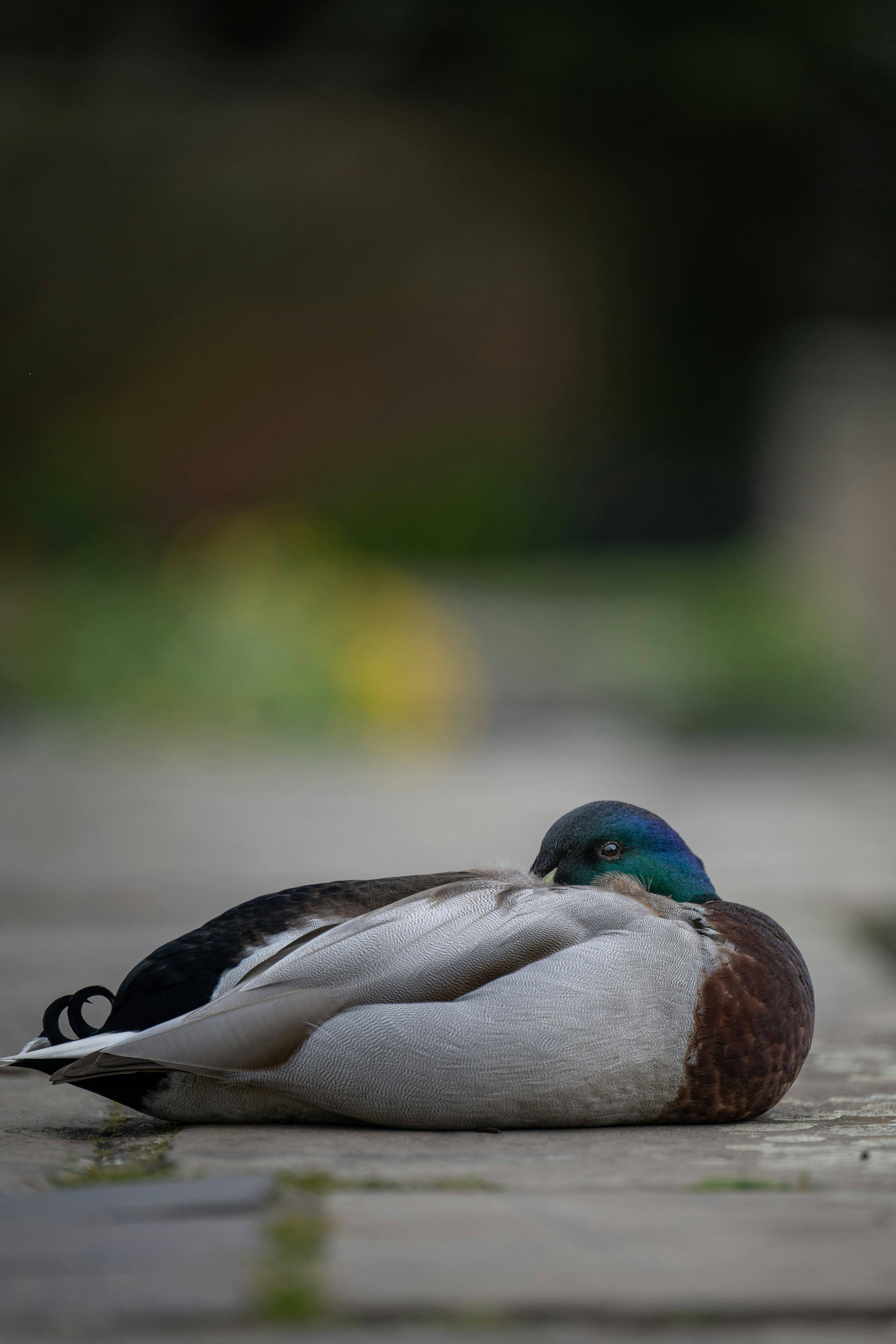 Sleeping Beauty on the Concrete: A Mallard's Rest