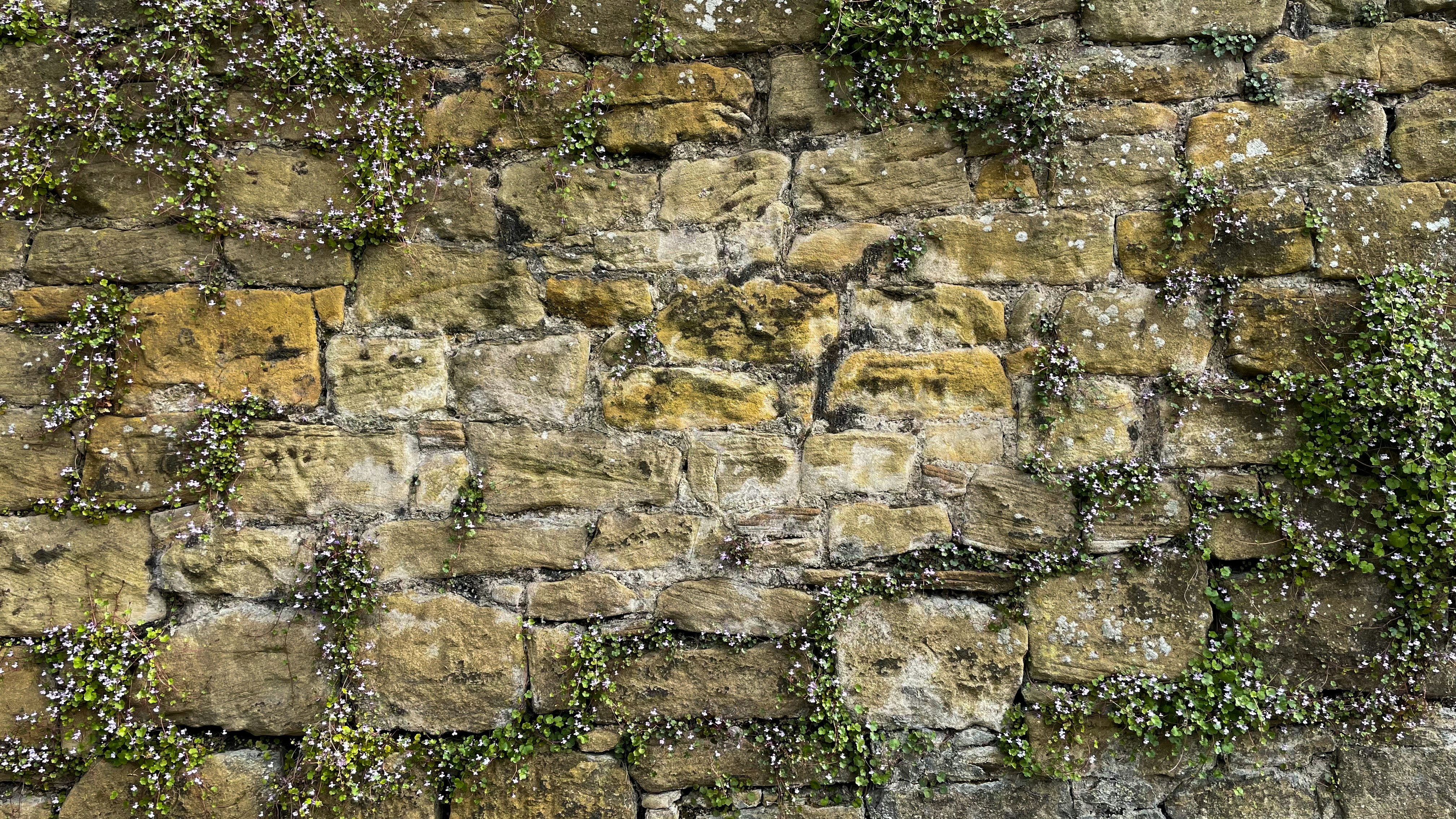 Weathered Limestone Mosaic: Ivy Threads Across a Quiet Wall