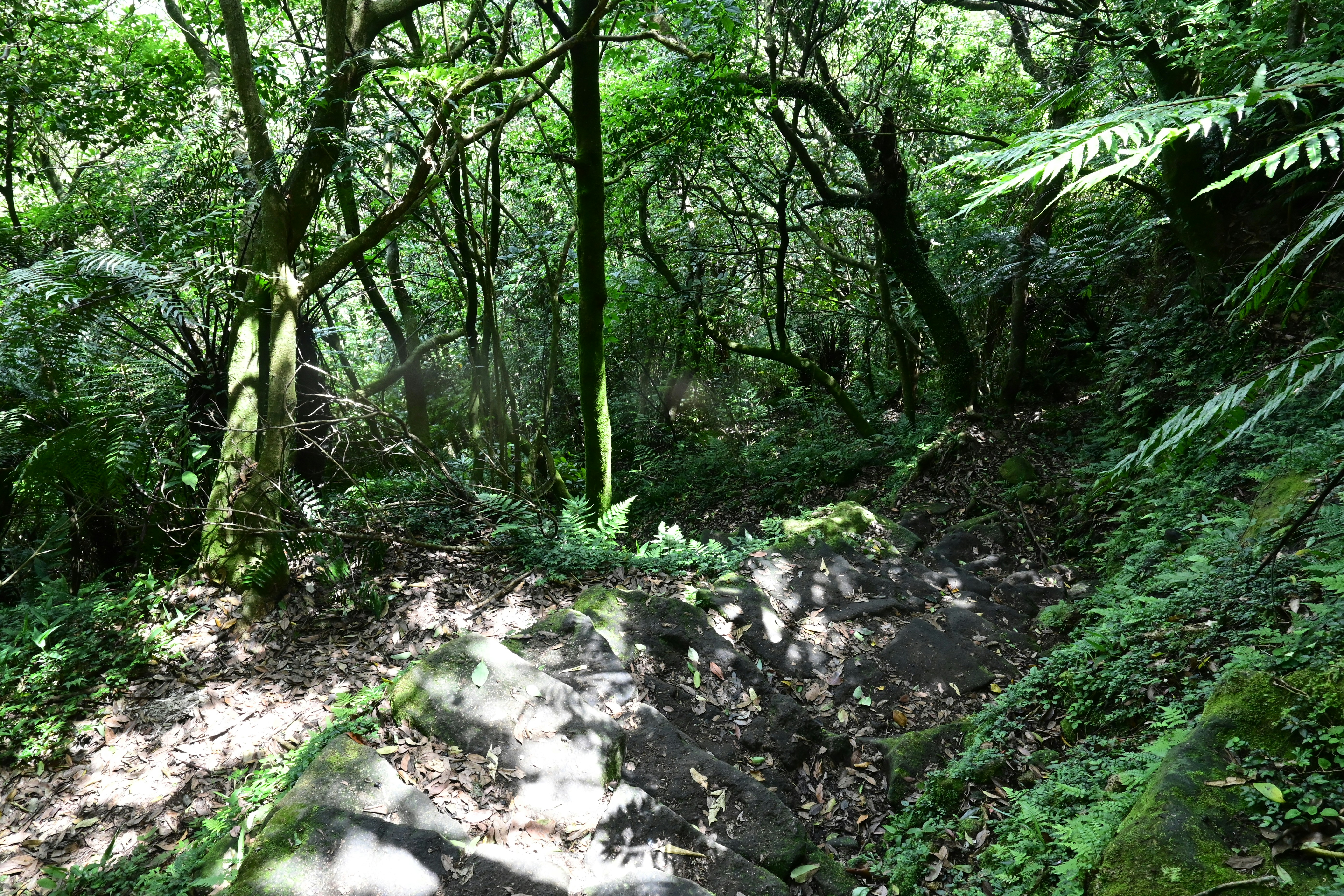 Overgrown descent: dappled light on a fern-fringed trail