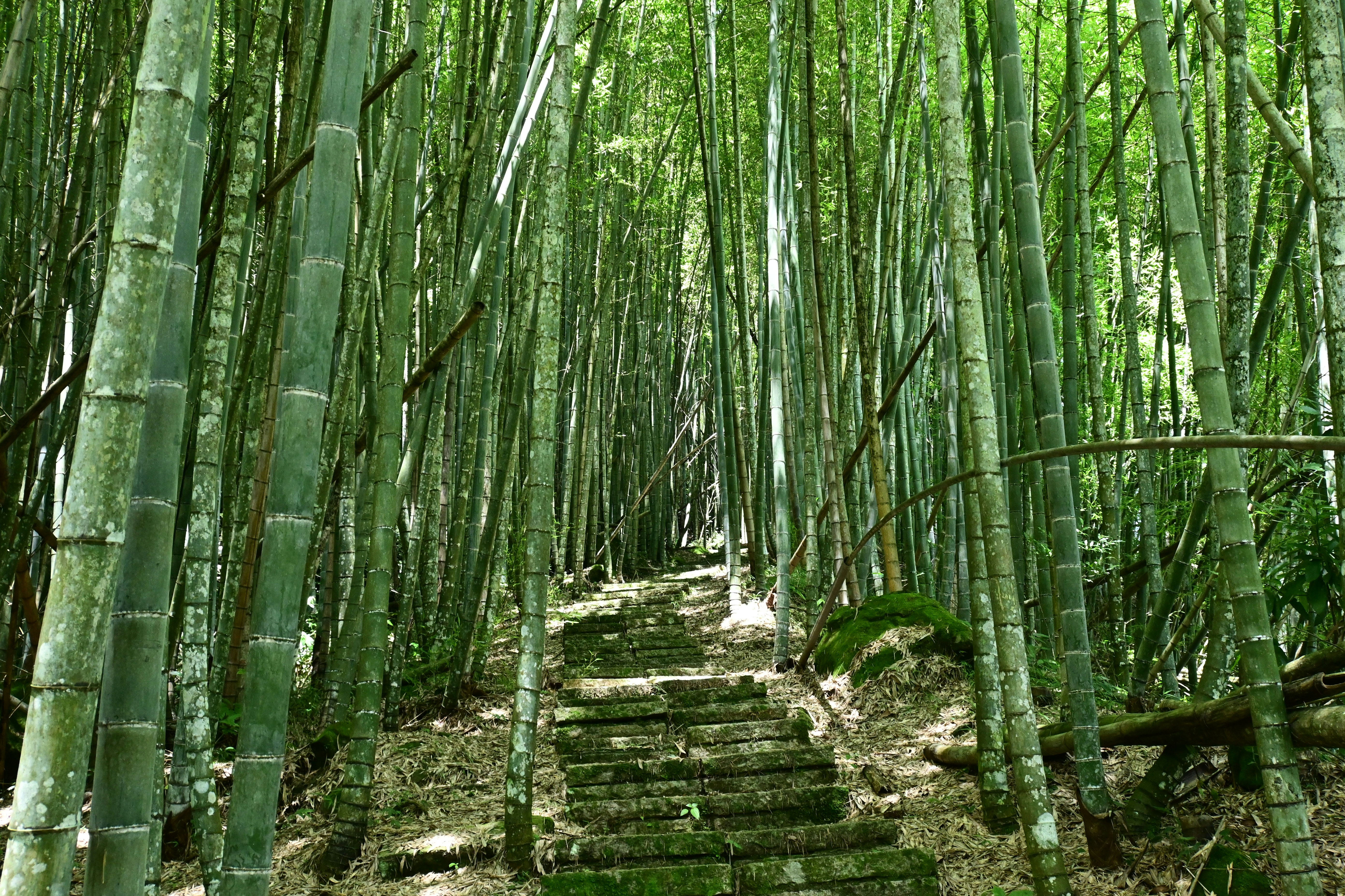 A stone staircase winds through a lush green bamboo forest.