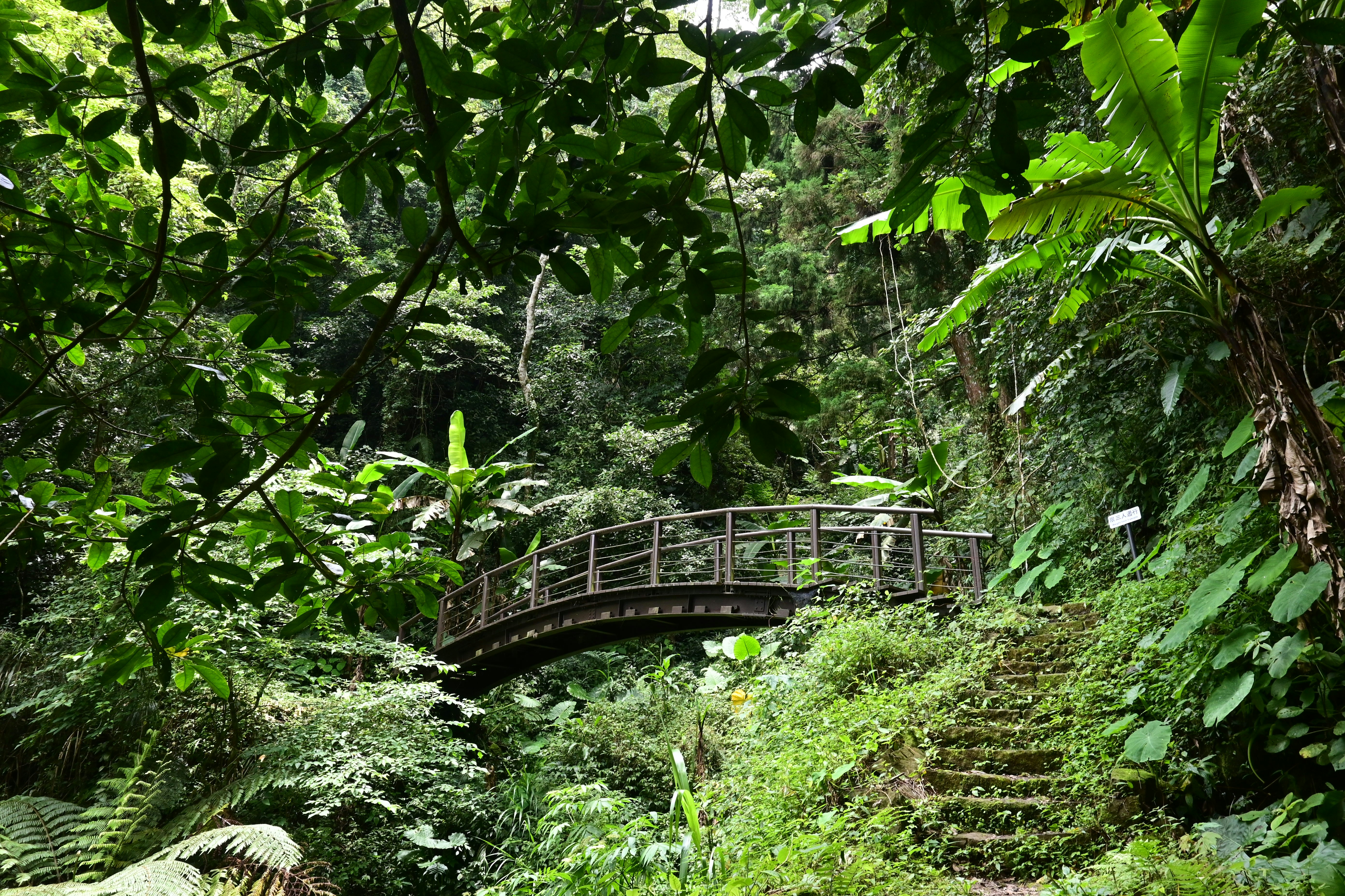 Bridge of Quiet Steps Amid a Green Corridor