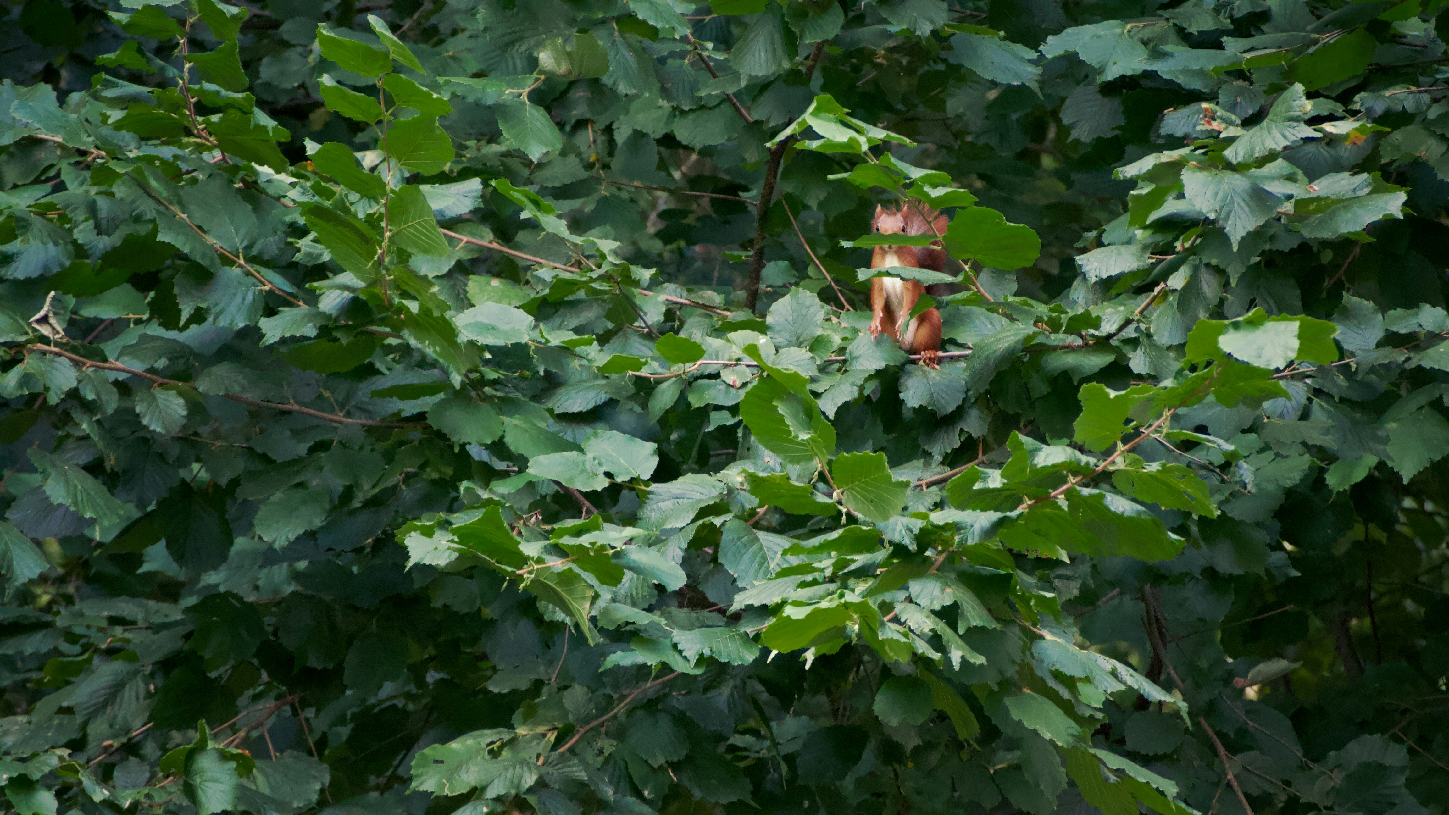 Hidden Ember: A Glimpse of Orange Amid Dense Foliage