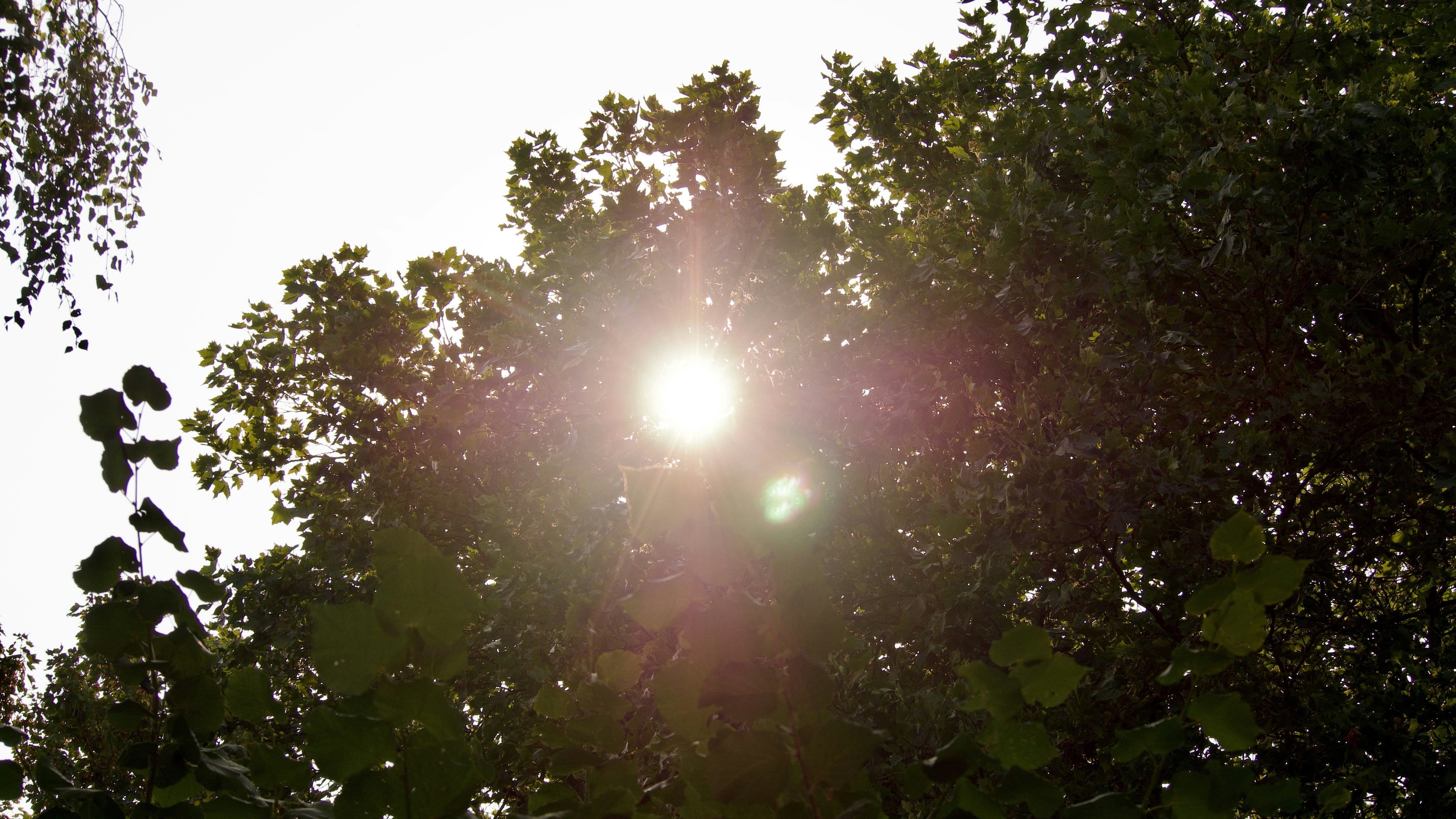 Sunlit canopy peek: a quiet grove with backlit glow