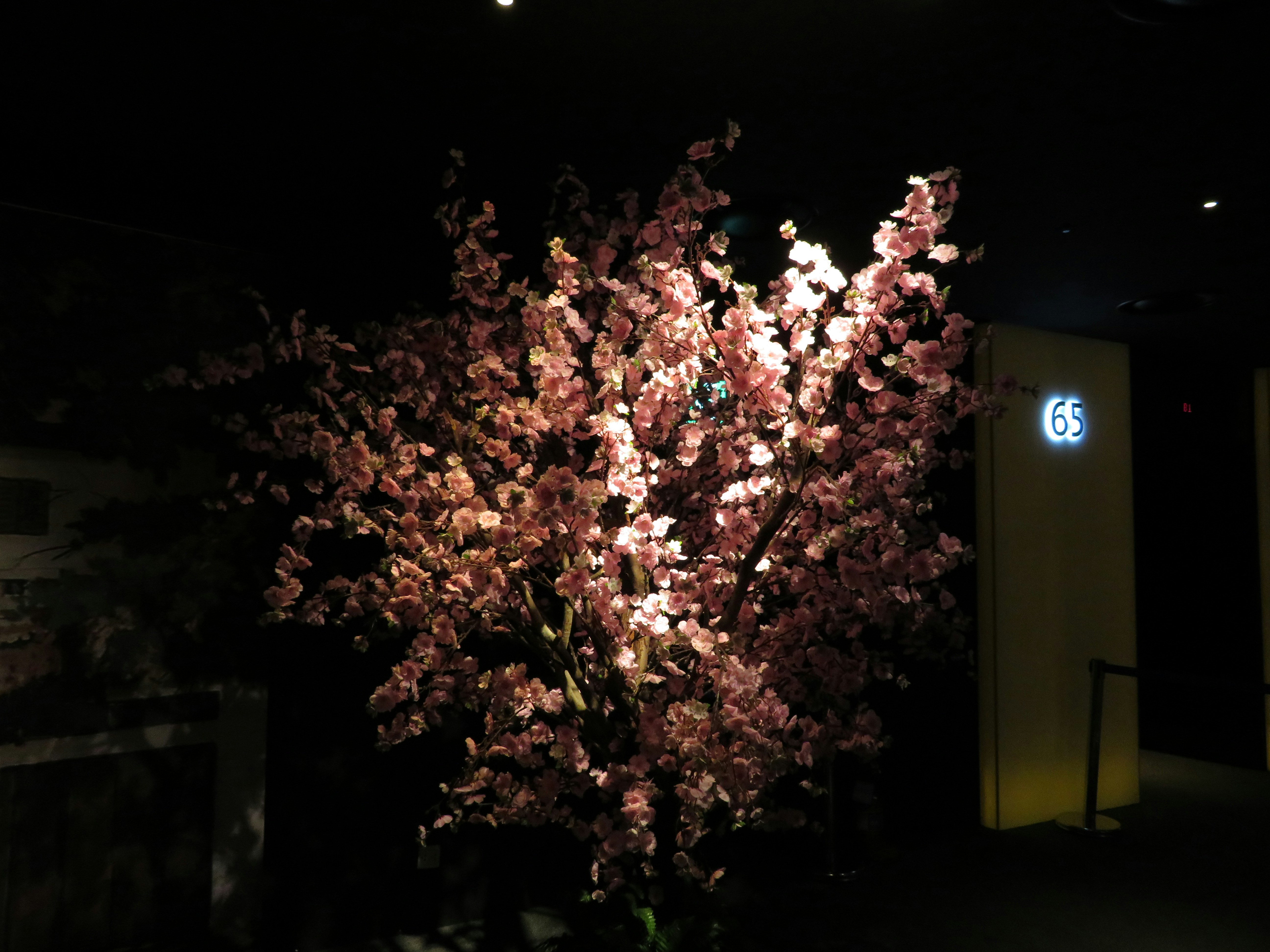 Cherry Blossom Spotlight in a Dim Hall