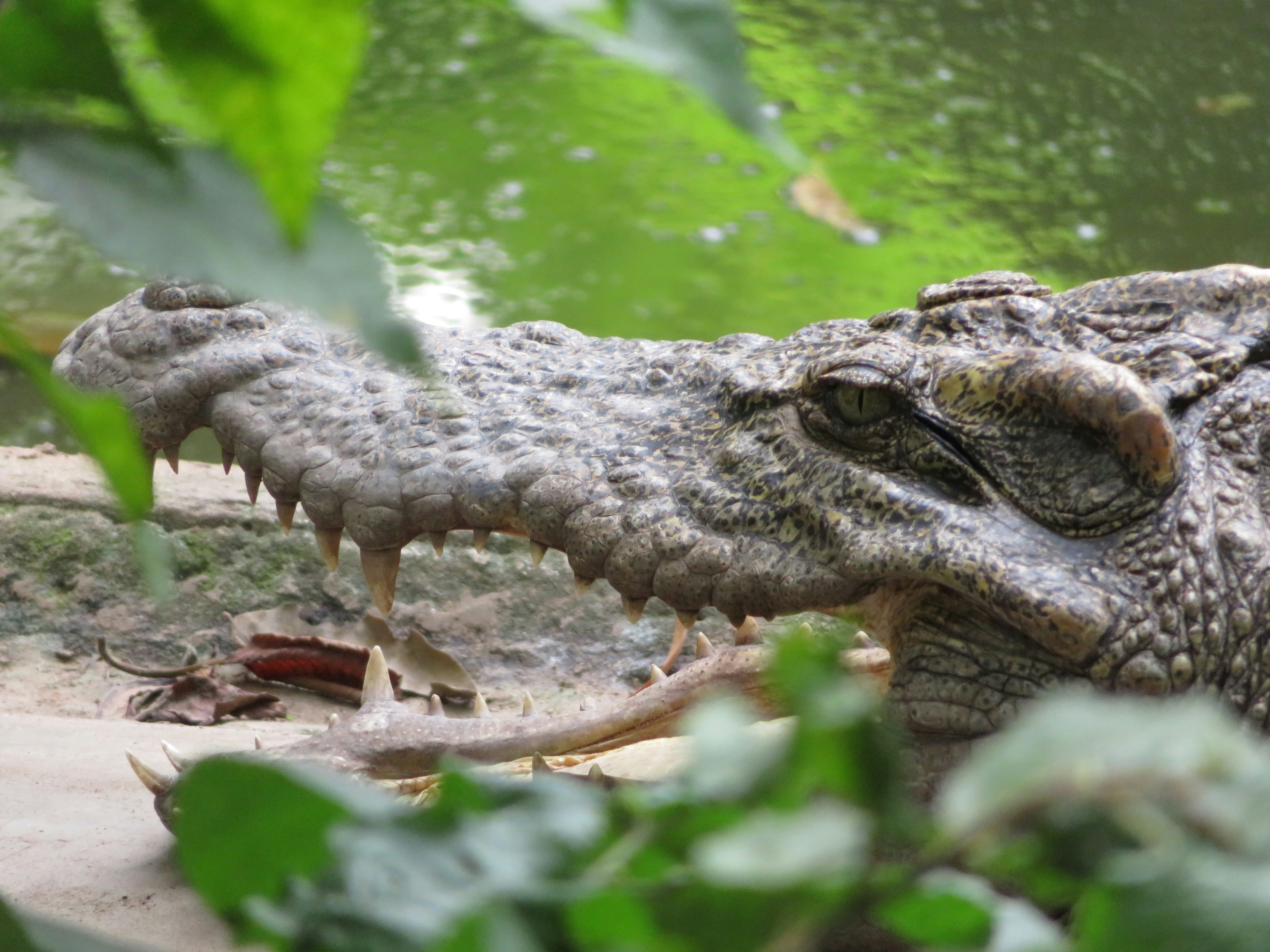 Hidden Predator: Crocodile Retreating into the Bankside