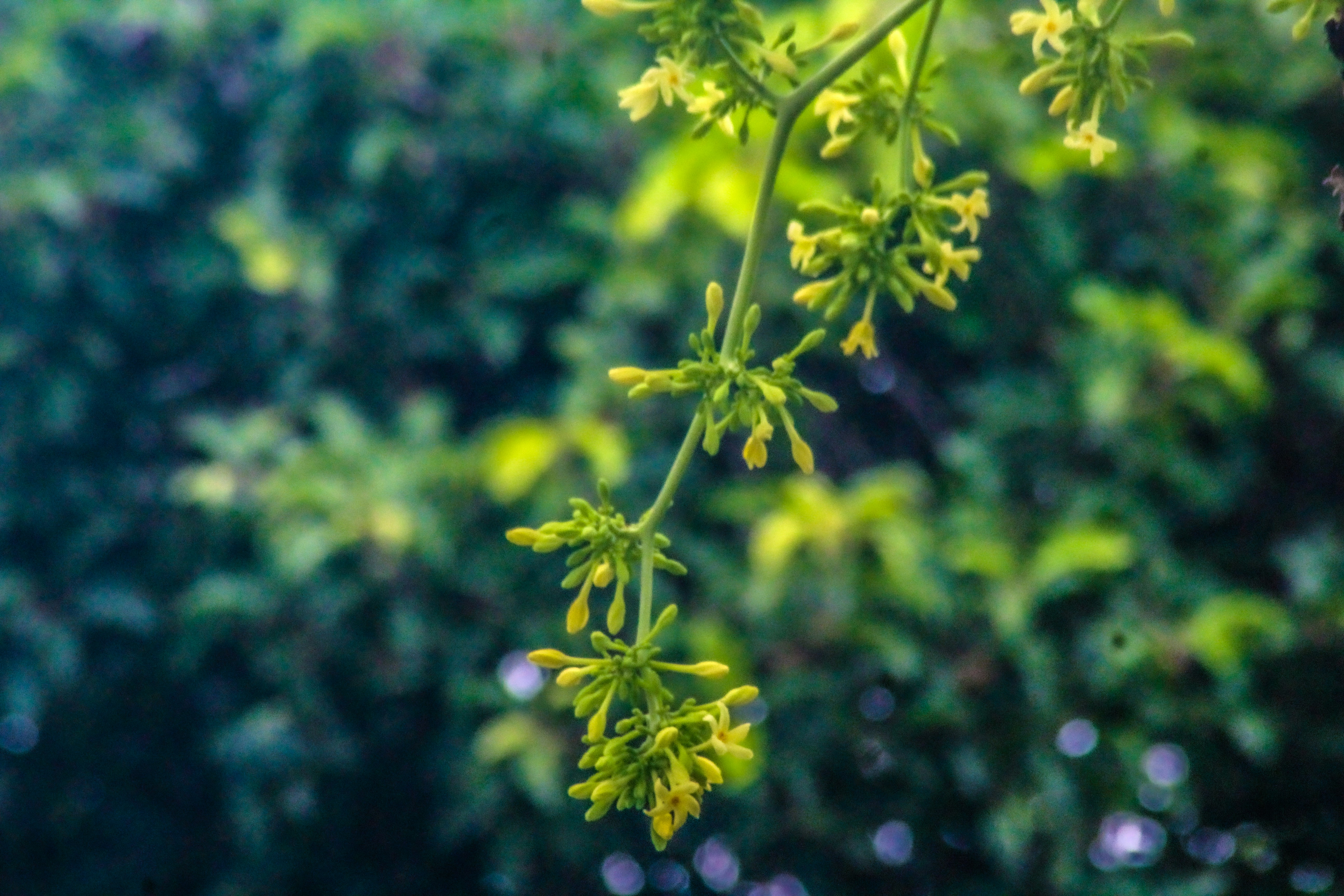 Close-up of delicate yellow-green blossoms on a slender stem with a soft bokeh green background.