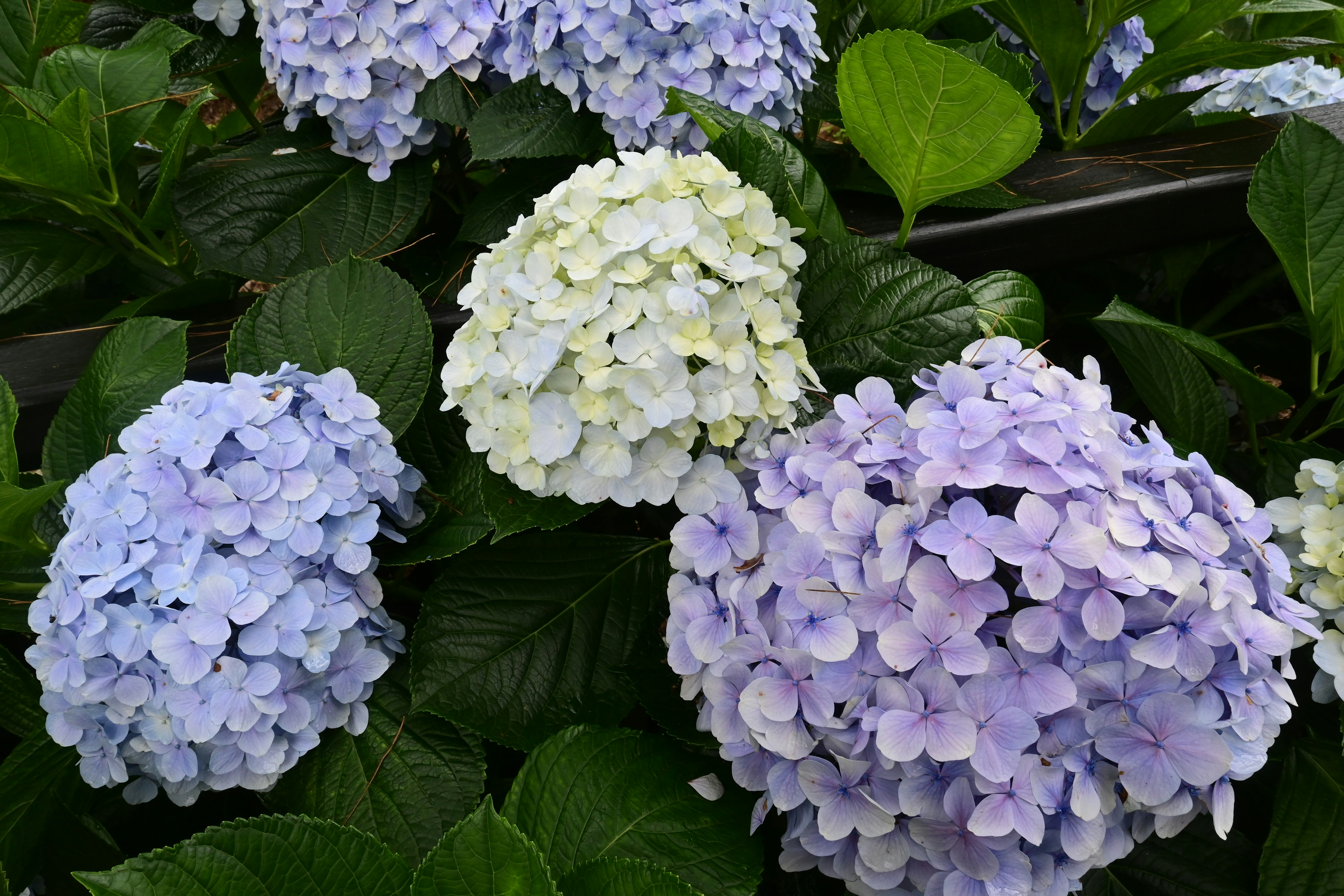 Hydrangea Chorus: Pale Blue and Cream Blossoms in a Lush Green Frame