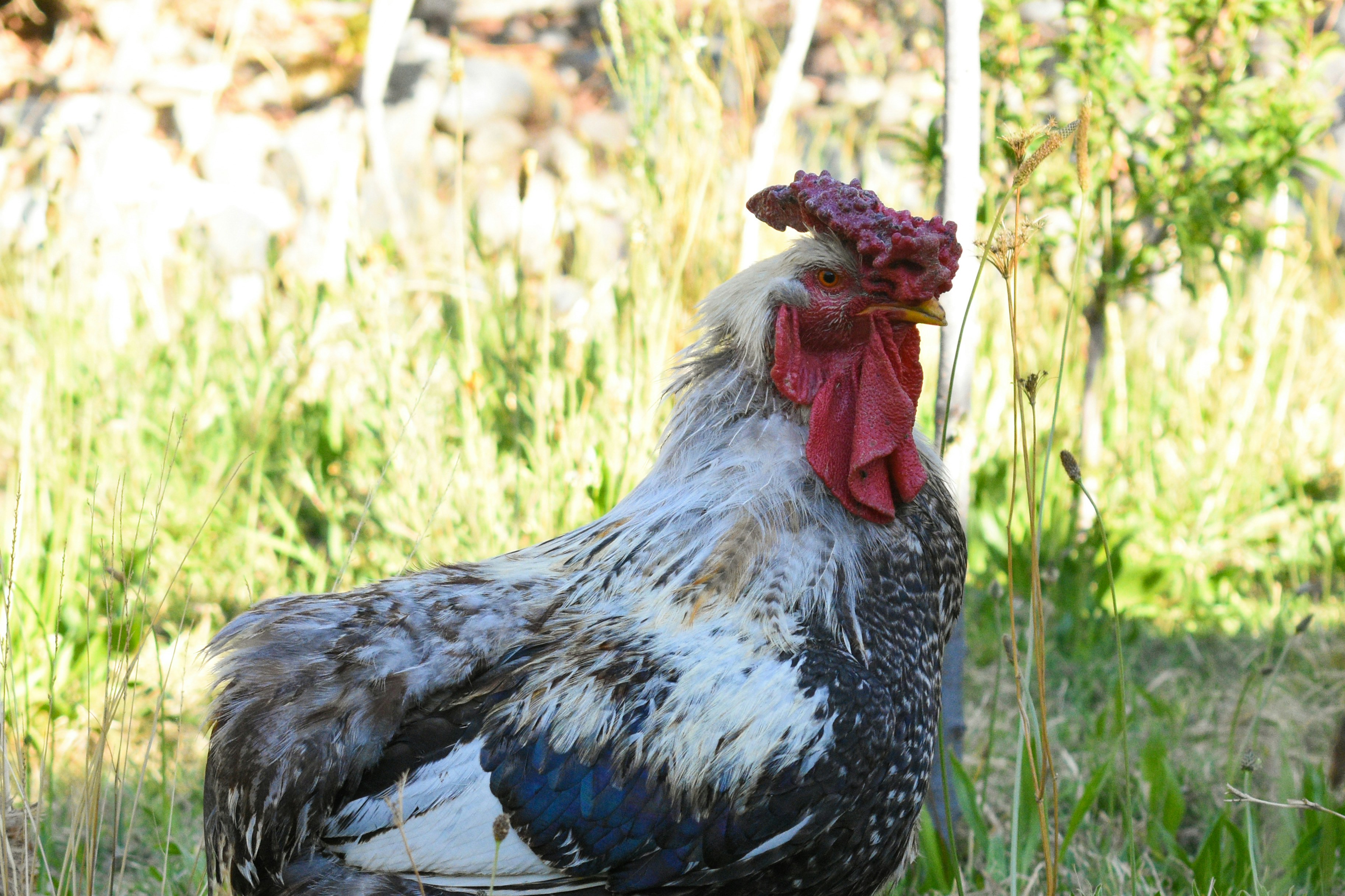 Rooster in Morning Light: A Closer Look at Textured Feathers and Crest