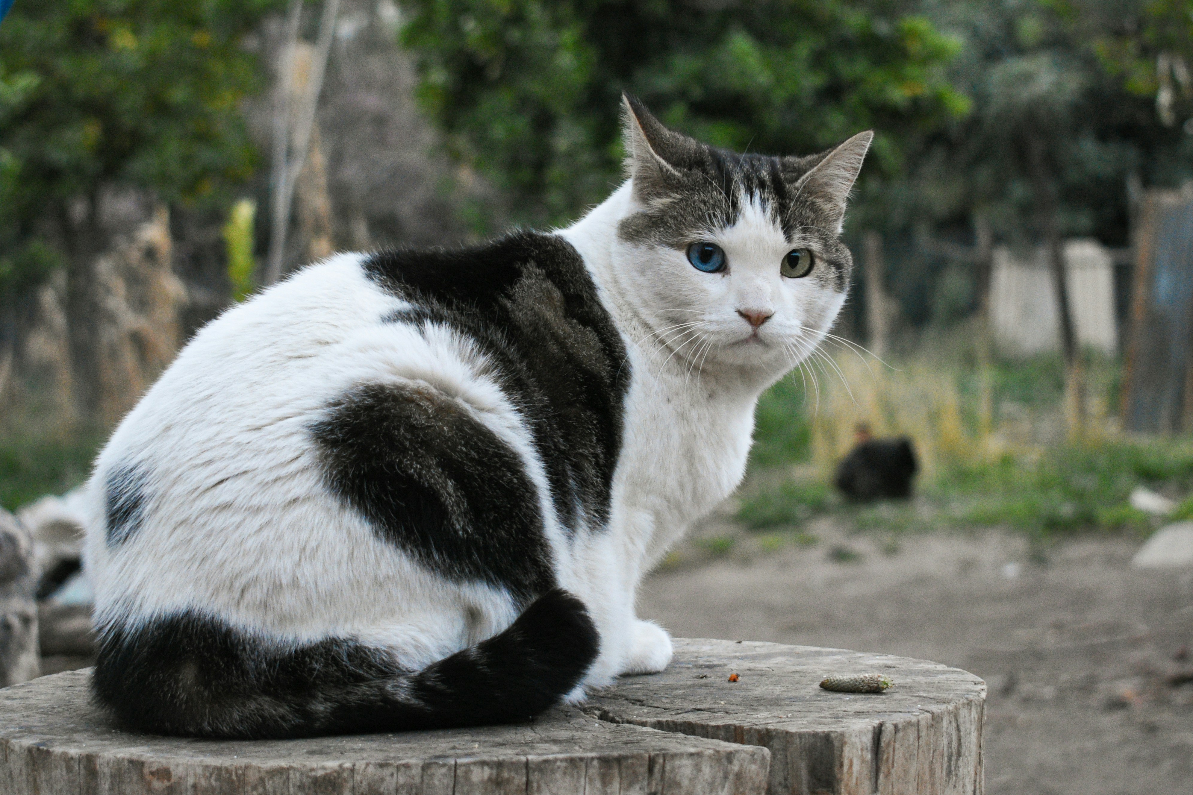 Cat on a Weathered Stump: Quiet Confidence in a Sunlit Yard