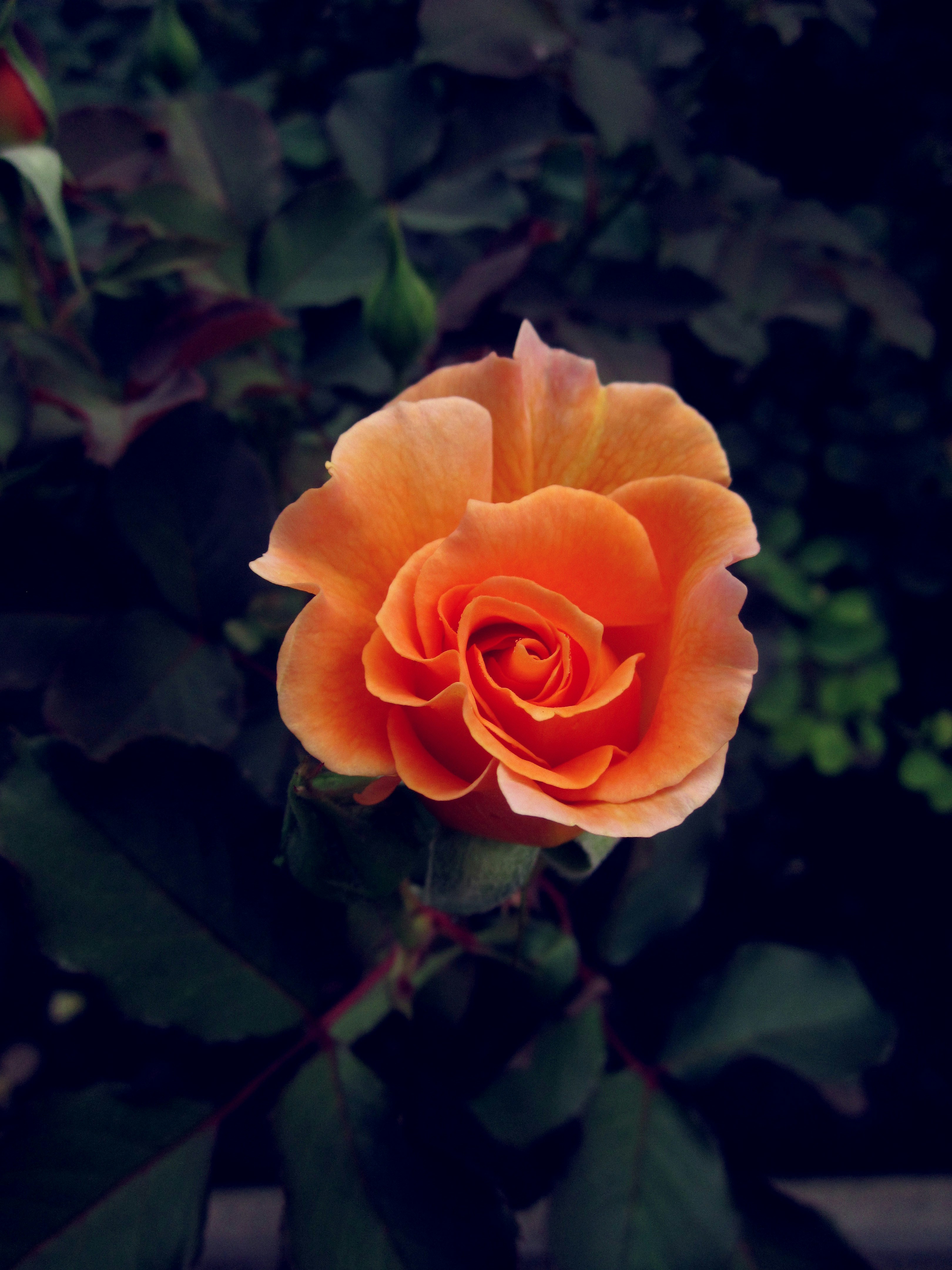 Copper Bloom: A Solo Rose in Soft Focus Glow