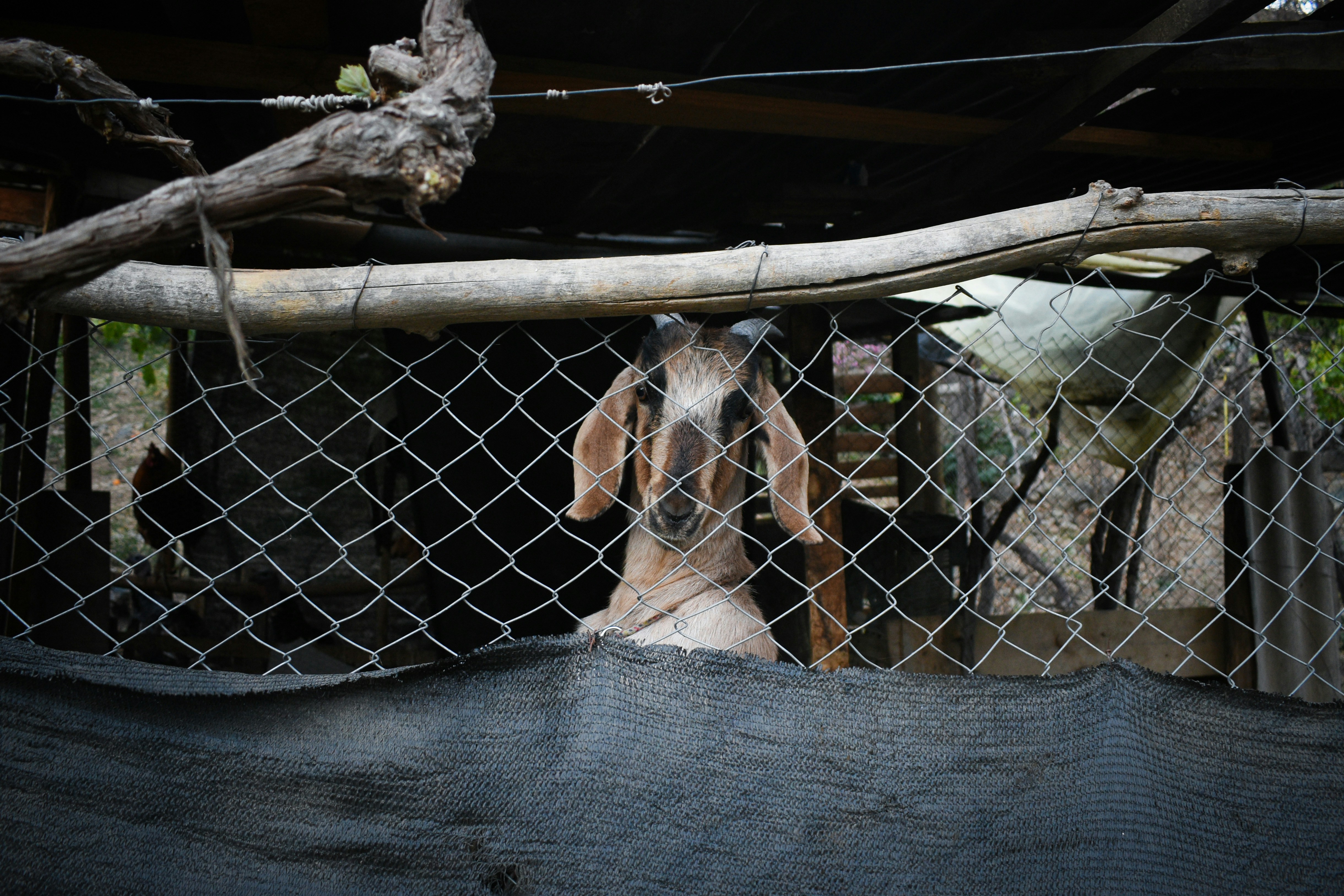 Hidden Greetings Behind the Wire: A Dog's Quiet Vigil