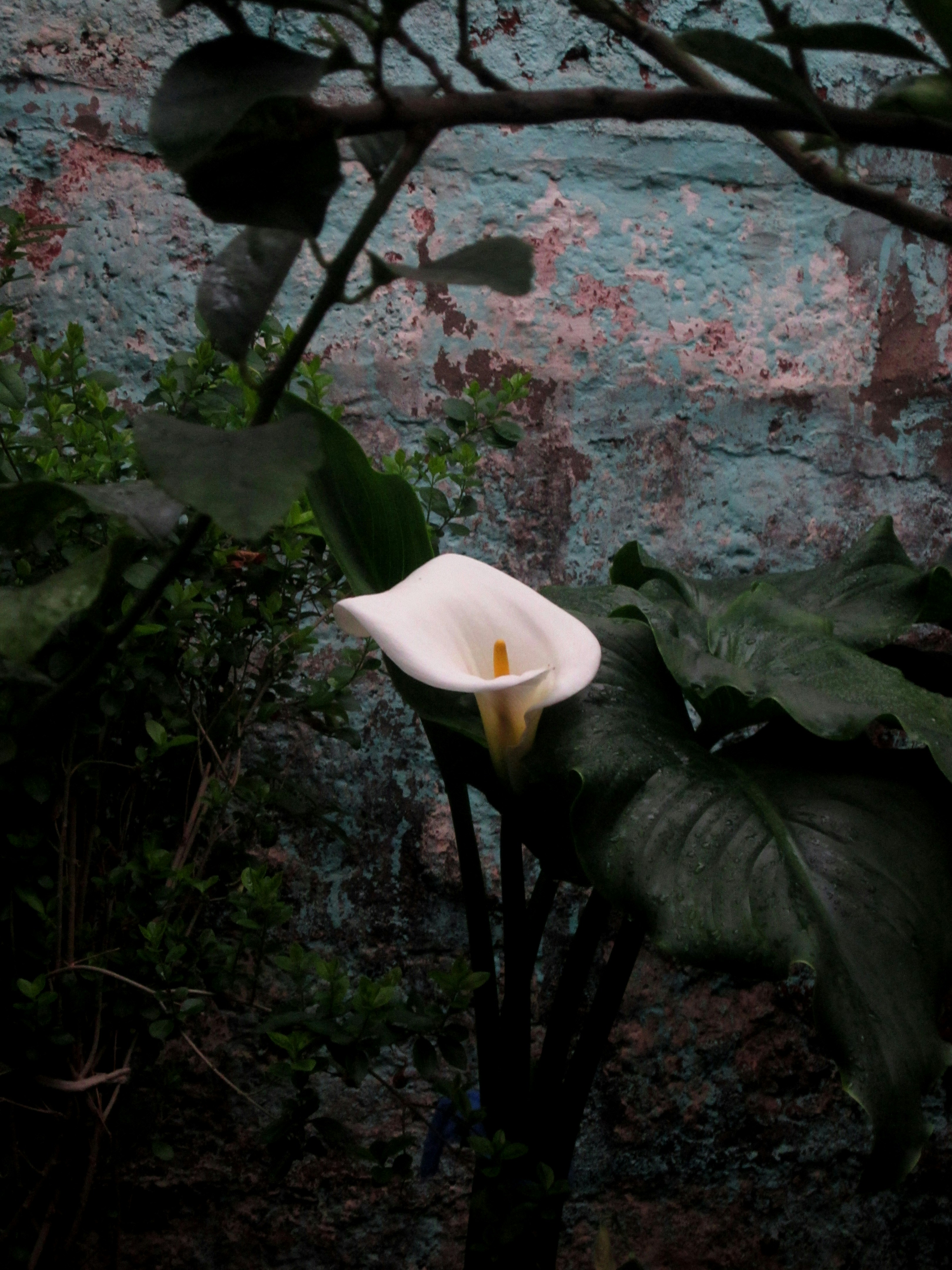 White calla lily framed by dark foliage sits before a textured, weathered wall; the plant forms a quiet focal point in a subdued garden scene.