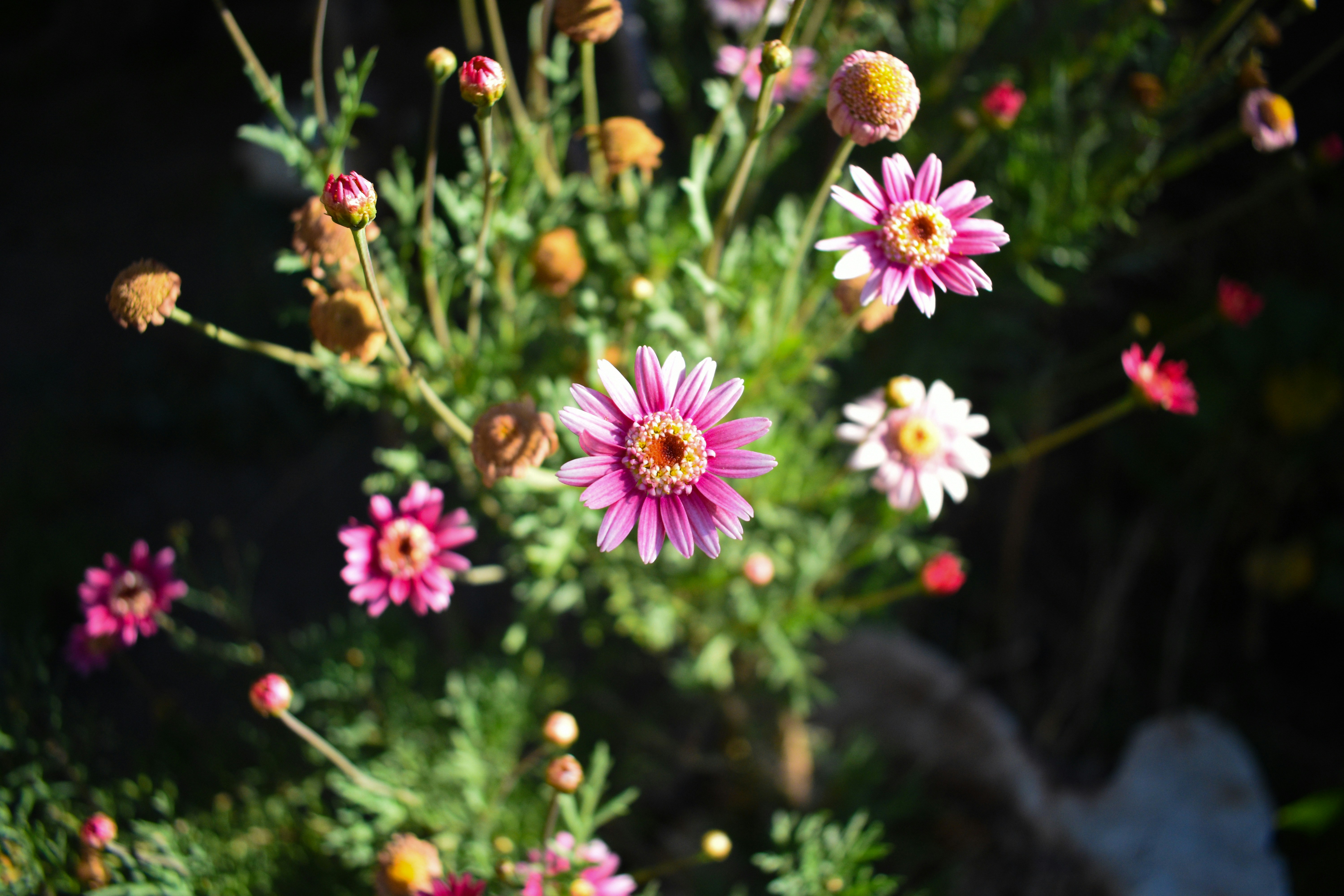 Pink Cosmos in Focus: Center Bloom Lighting a Garden Chase
