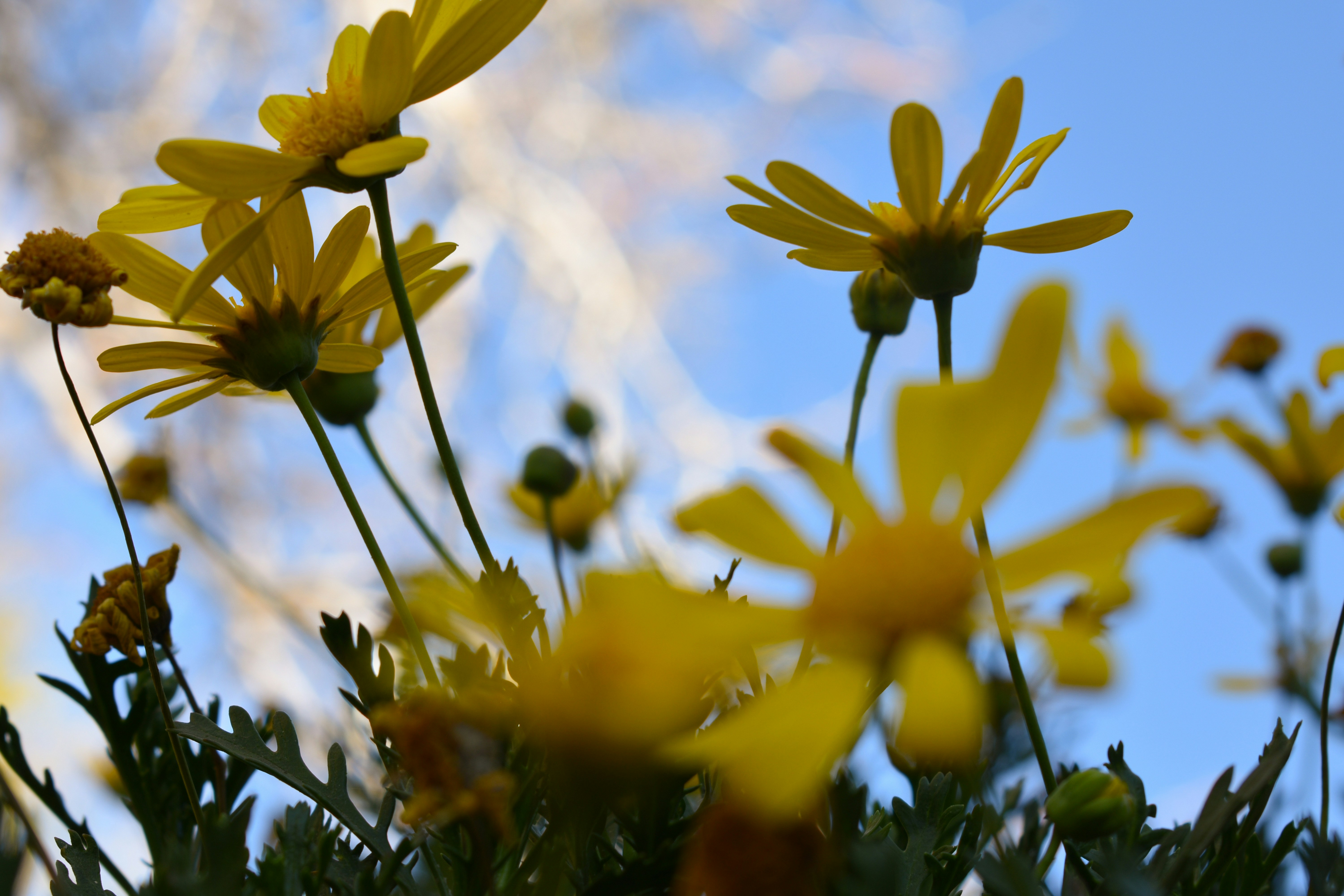 Sunlit Yellow Petals Reach Toward a Bright Sky