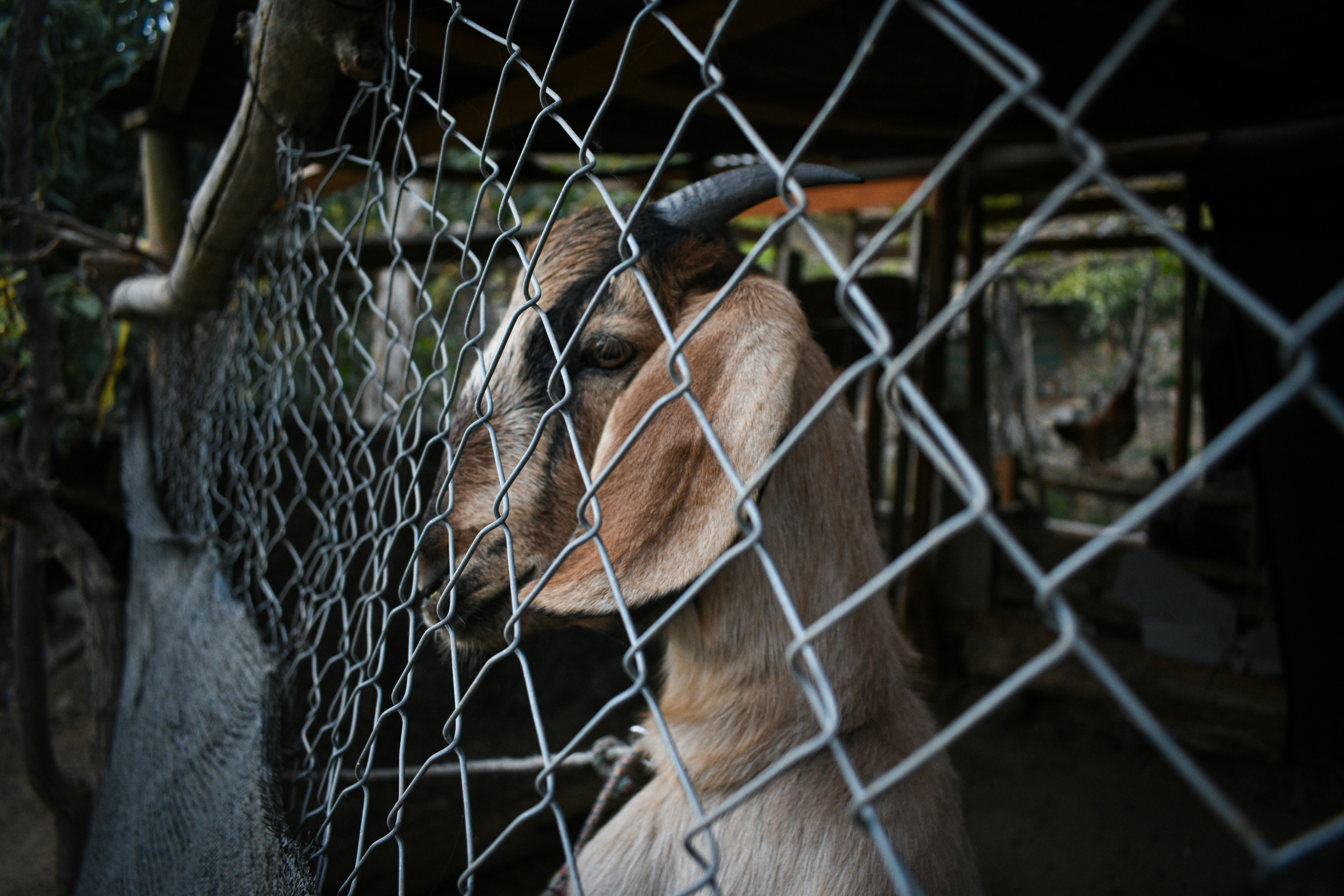 Gentle Giant Behind the Chain-Link