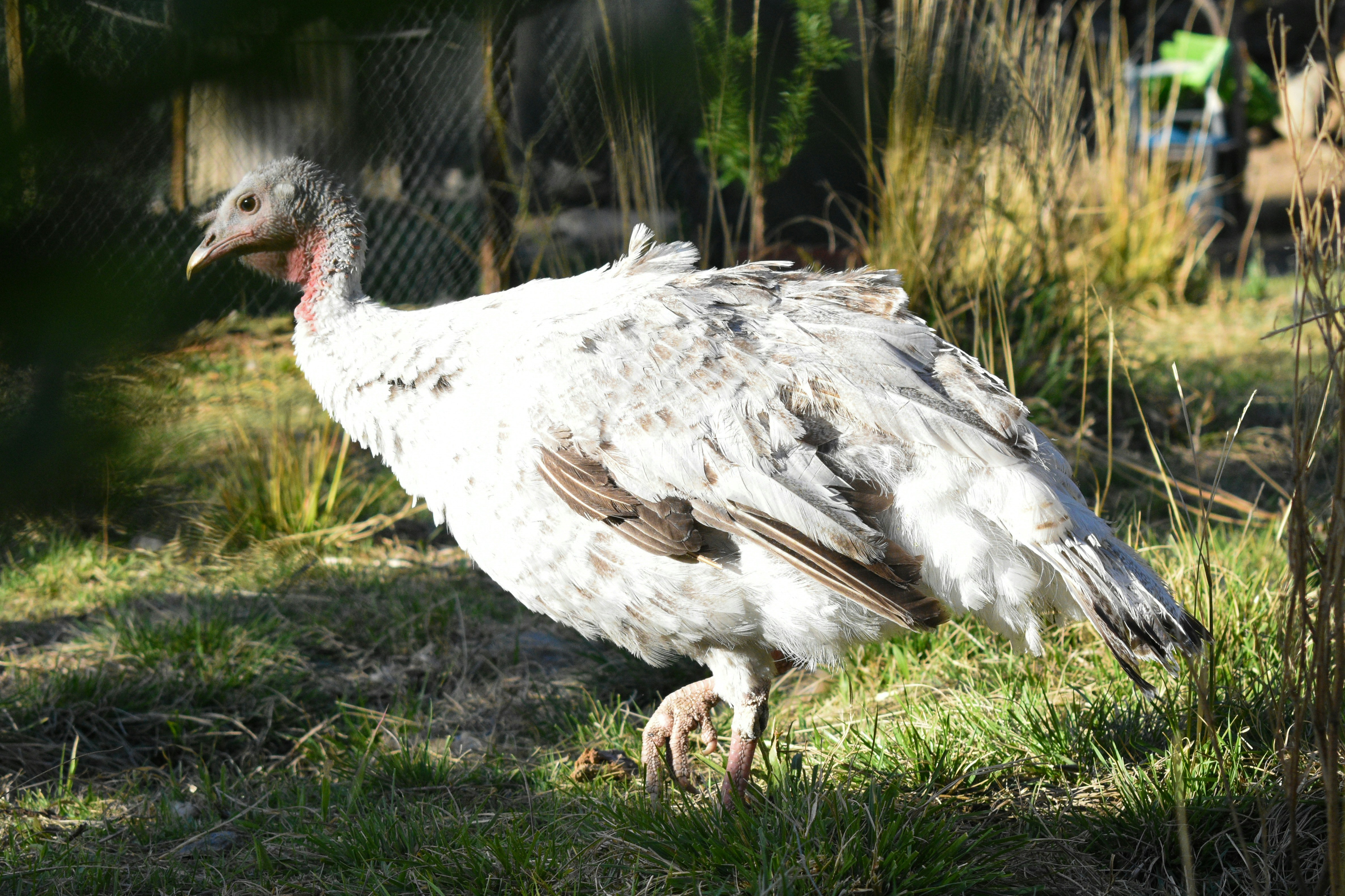 White Feathers and Grounded Steps: A Turkey Vulture at the Edge of a Park