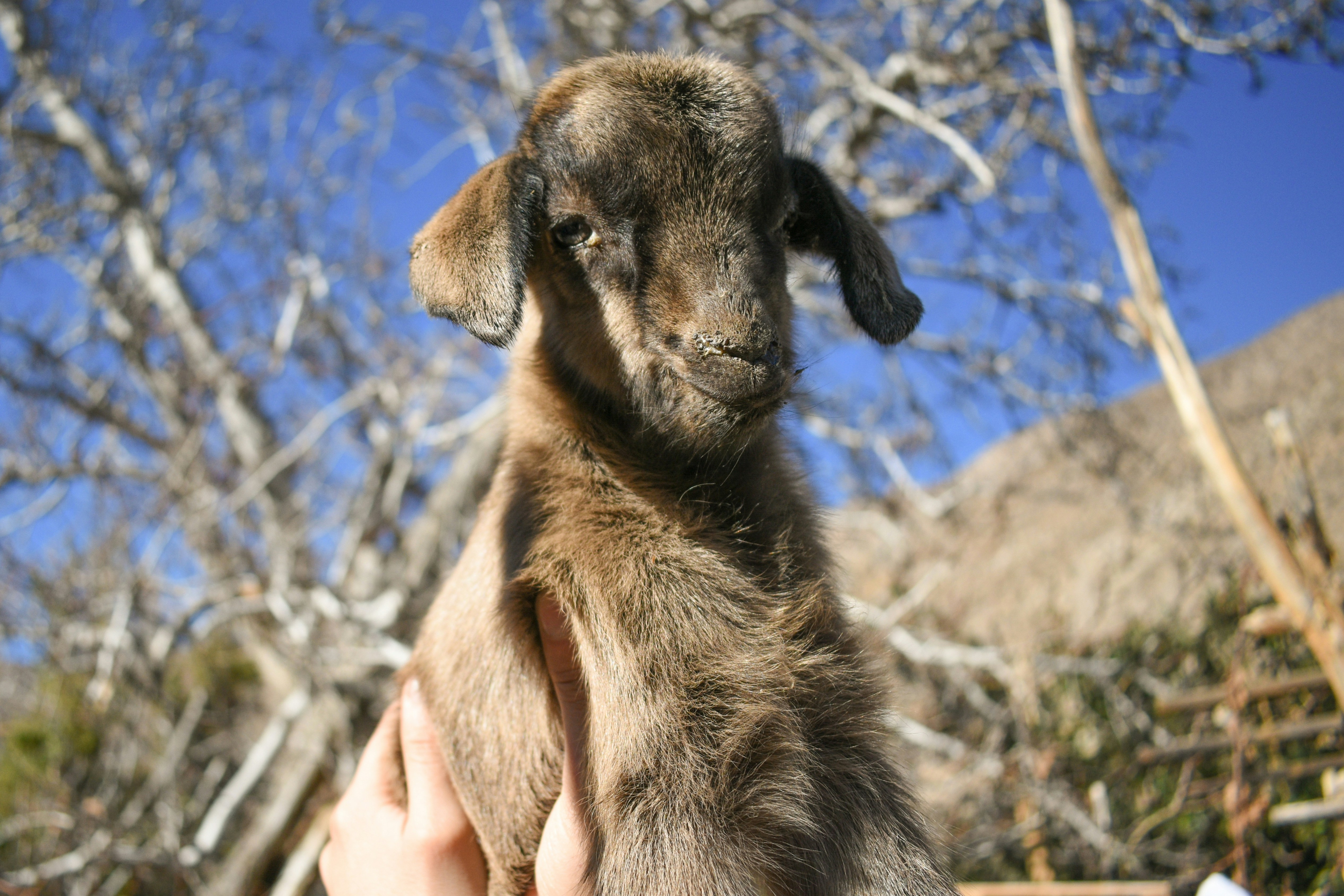 Curious Kid of the Hills: A Puppy-Faced Goatling Reaches for the Light