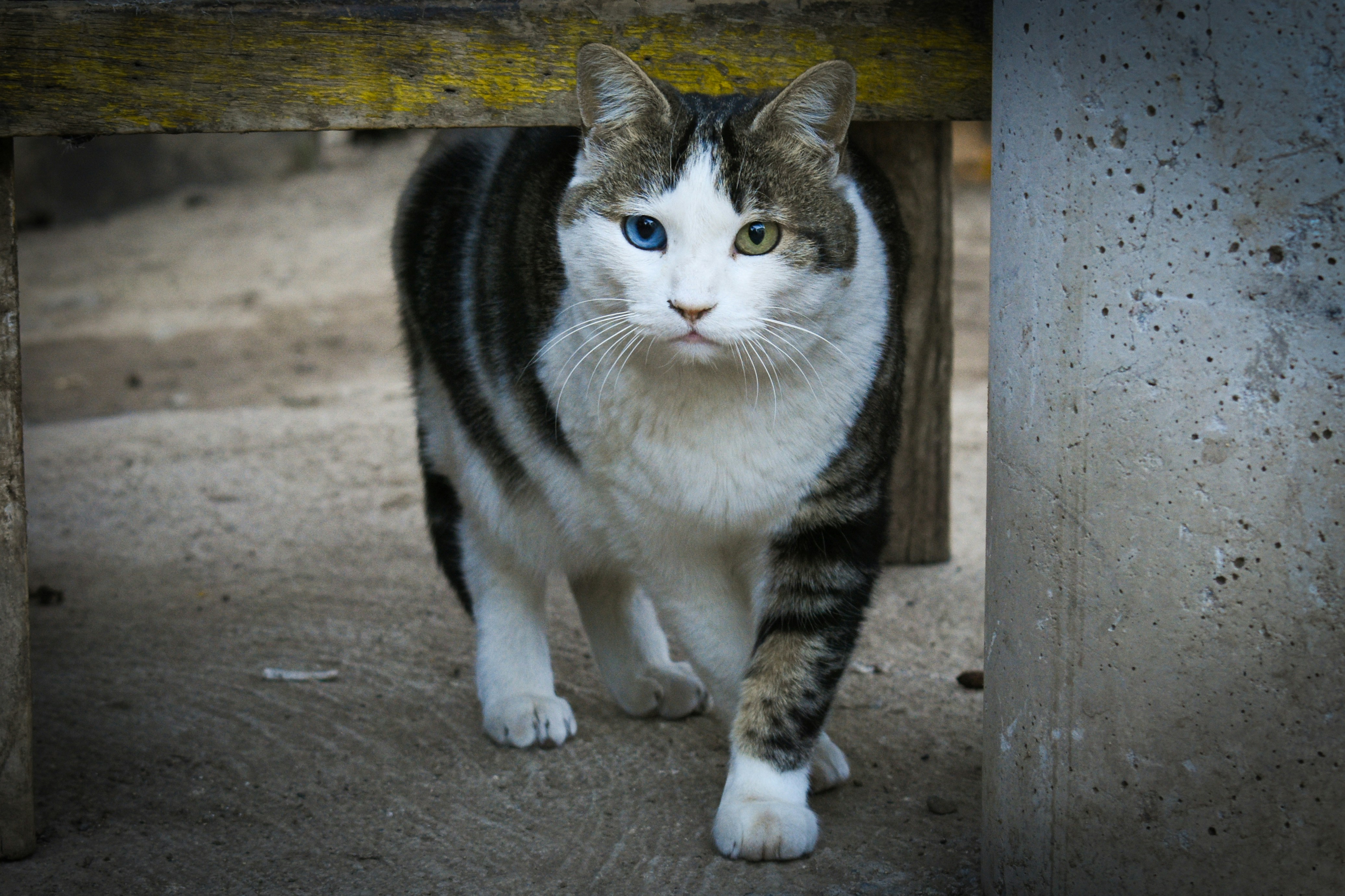 Curious Calico Walk: A Cat Checks the Corner