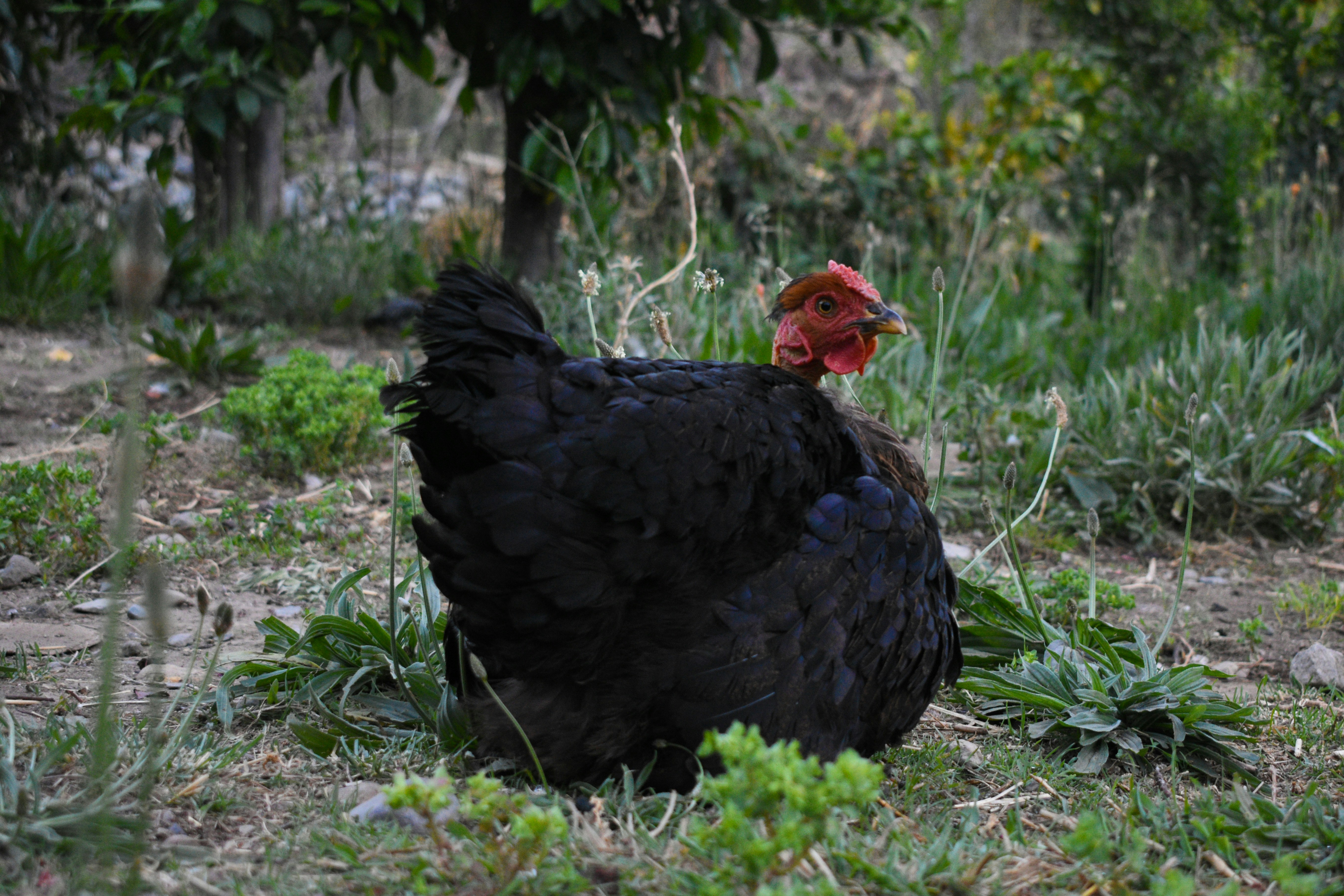 Midday Roost: A Black Hen in Quiet Garden Light