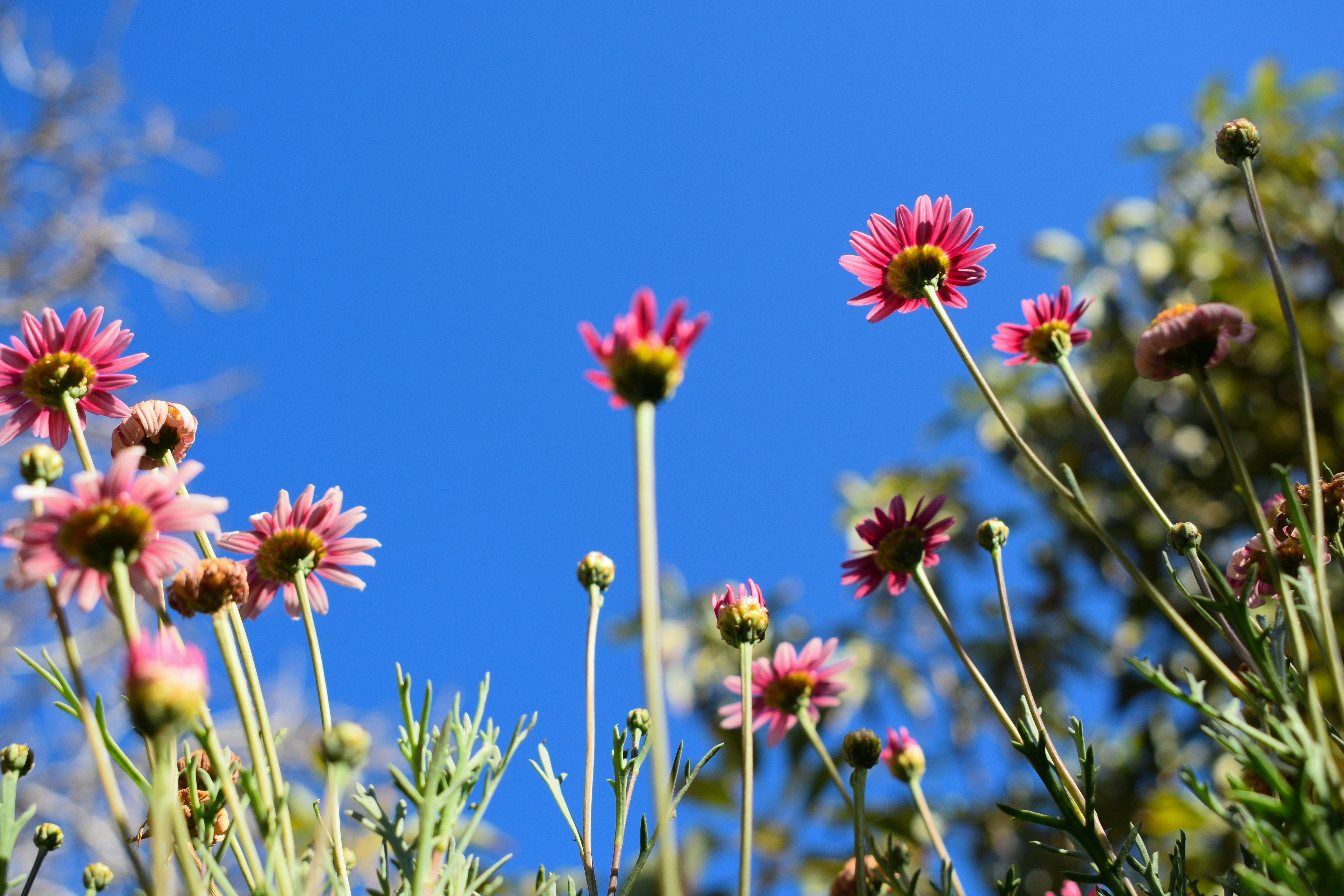 Pink daisies Reaching Toward a Cloudless Blue