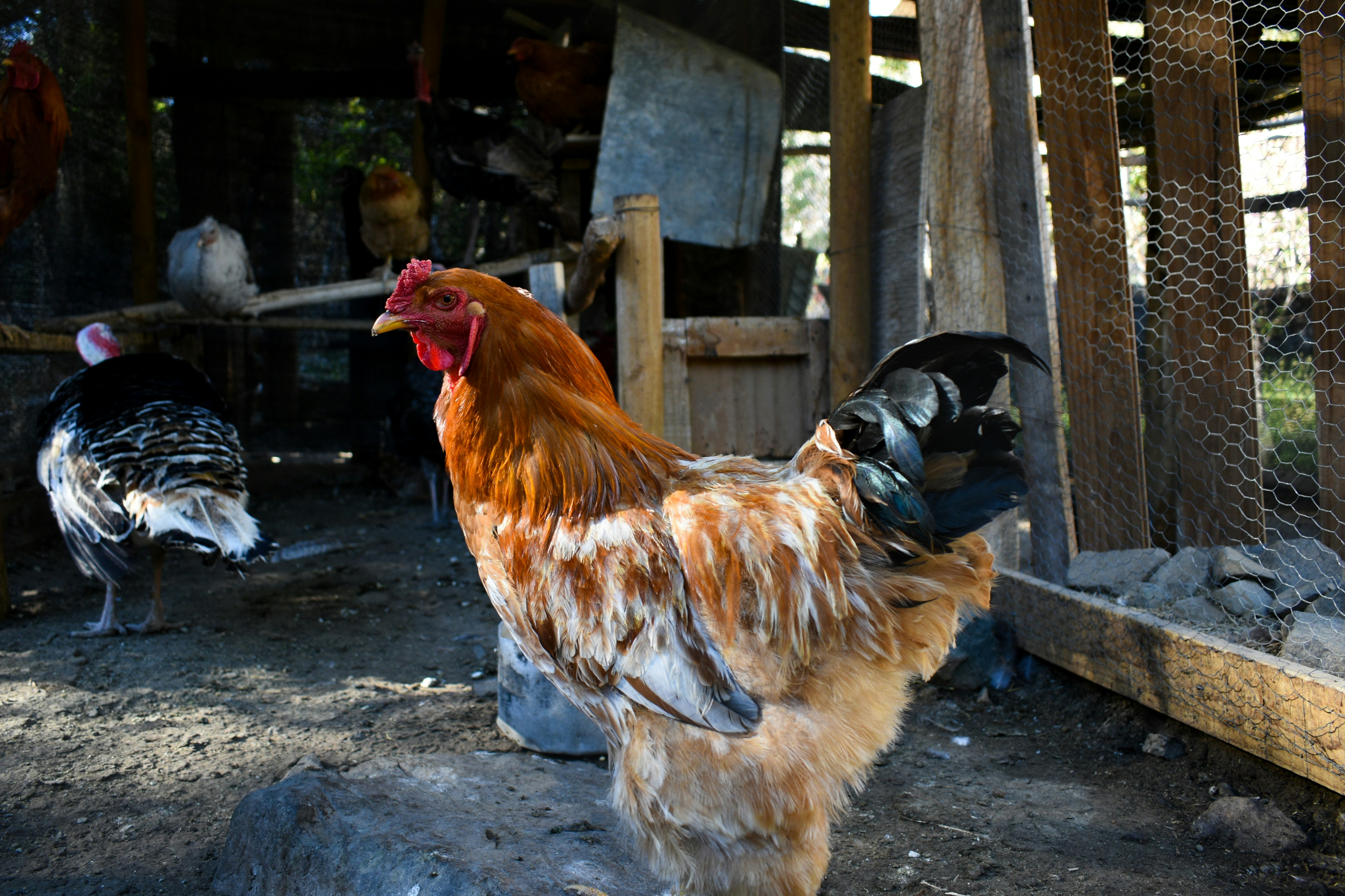 Ruffled Echo: A Proud Rooster Stands Guard in a Rustic Coop