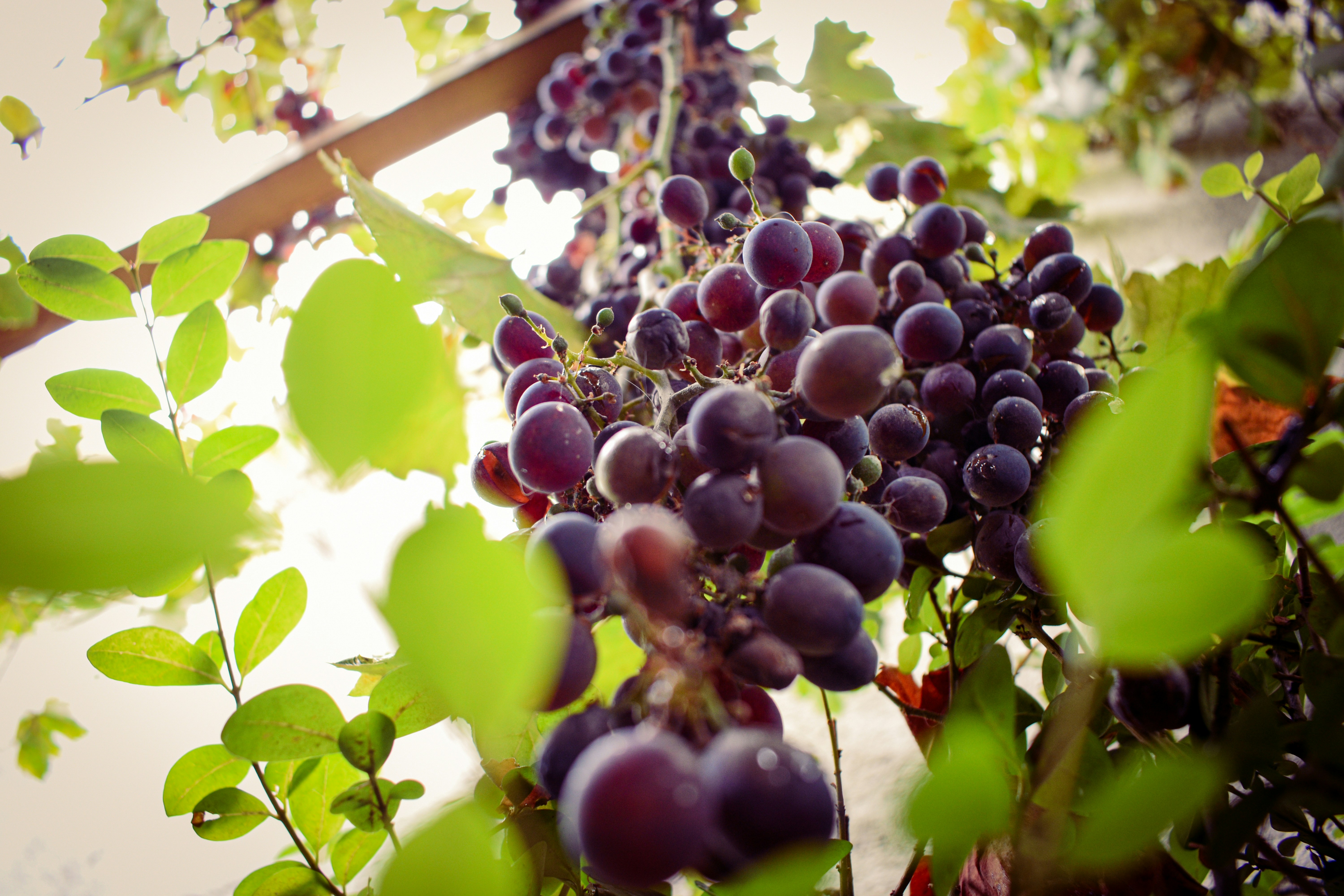Vineyard Spotlight: A Cluster of Grapes Amid Lush Greenery