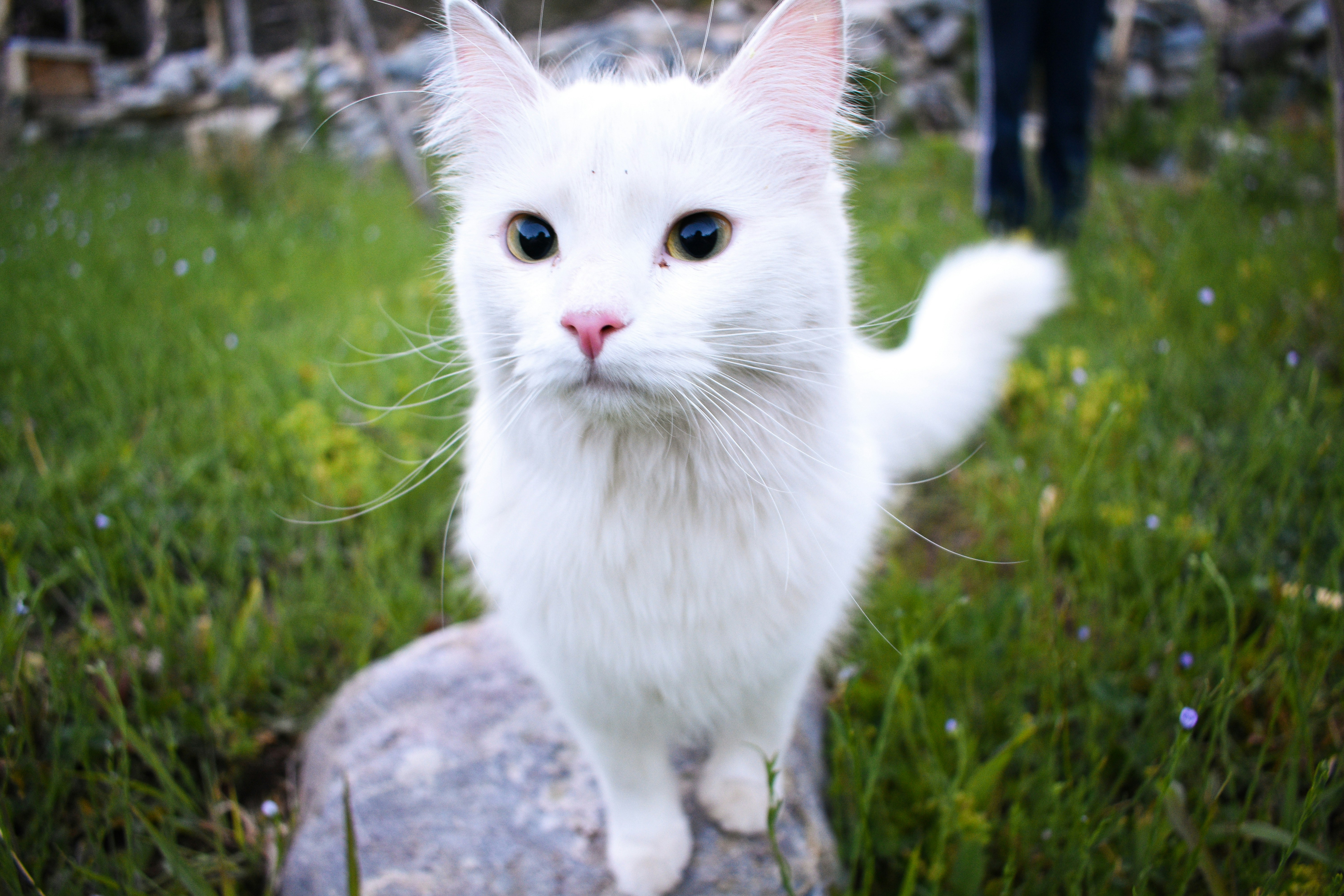 White Cat on a Mossy Rock: Center Stage in a Meadow