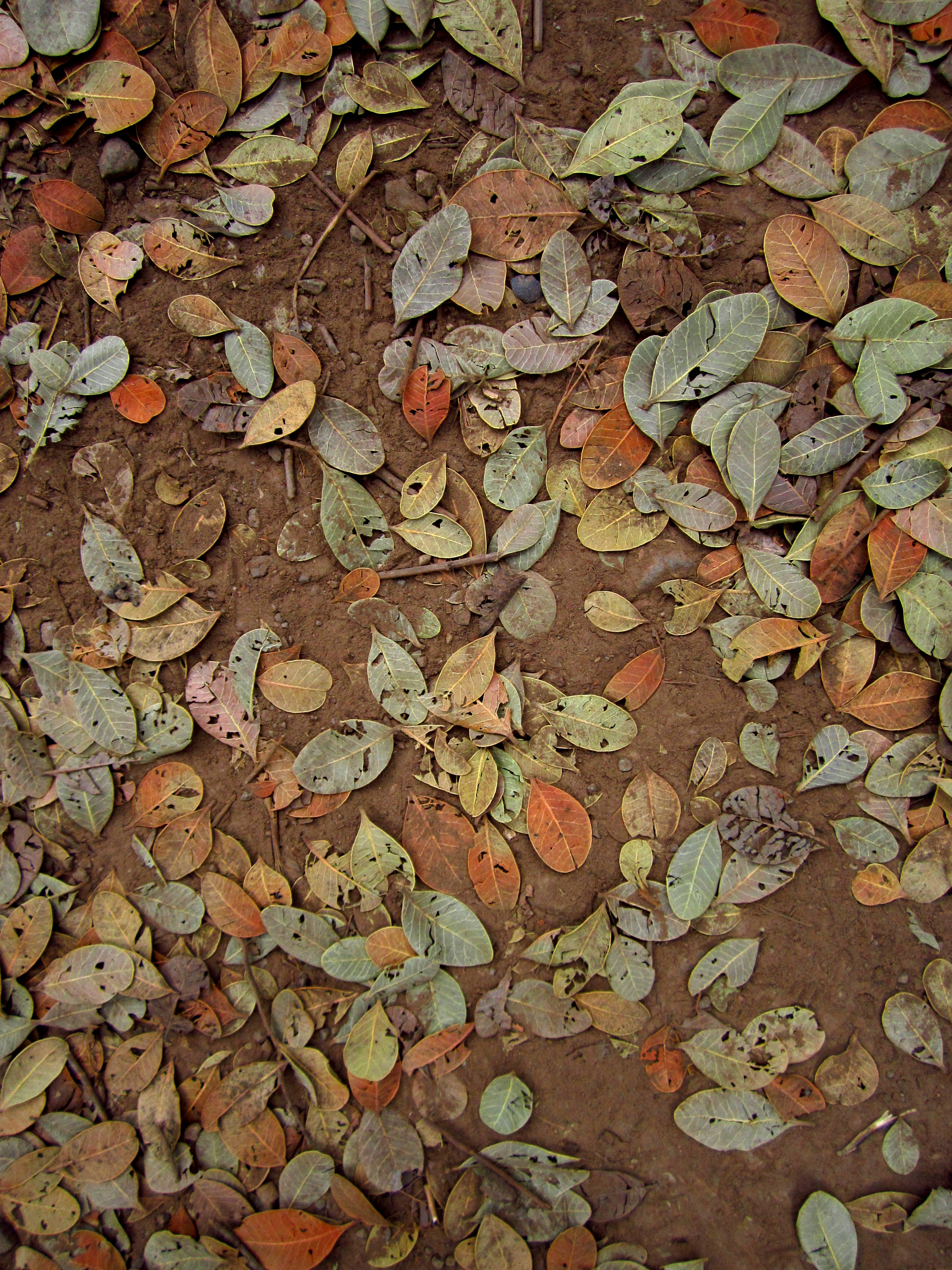 Ground covered with multicolored autumn leaves scattered over damp soil, creating a natural mosaic of earthy greens, yellows, and browns. No people or animals; it reads as a still-life of seasonal detritus.
