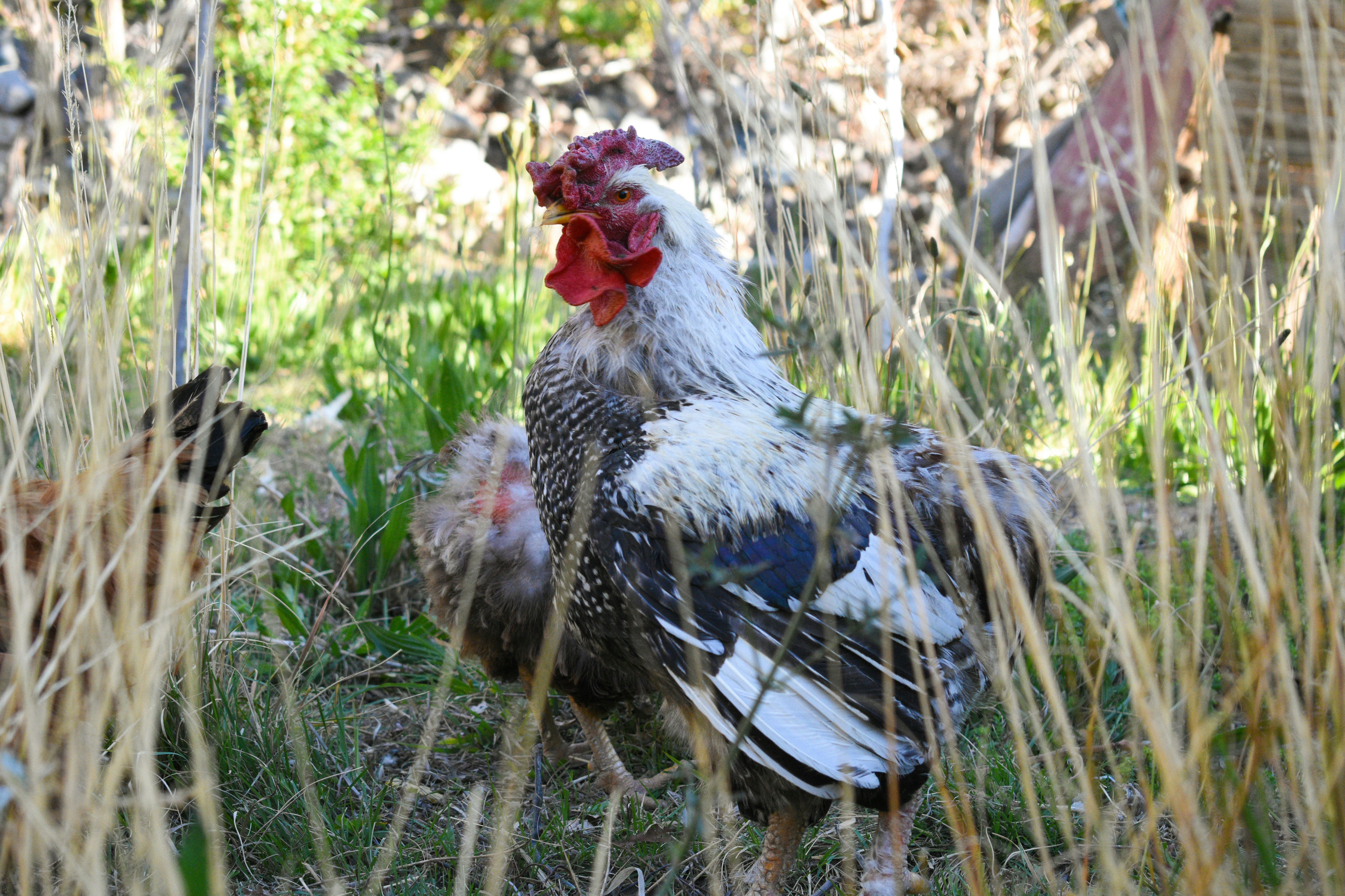 Covert Rooster in Tall Grass