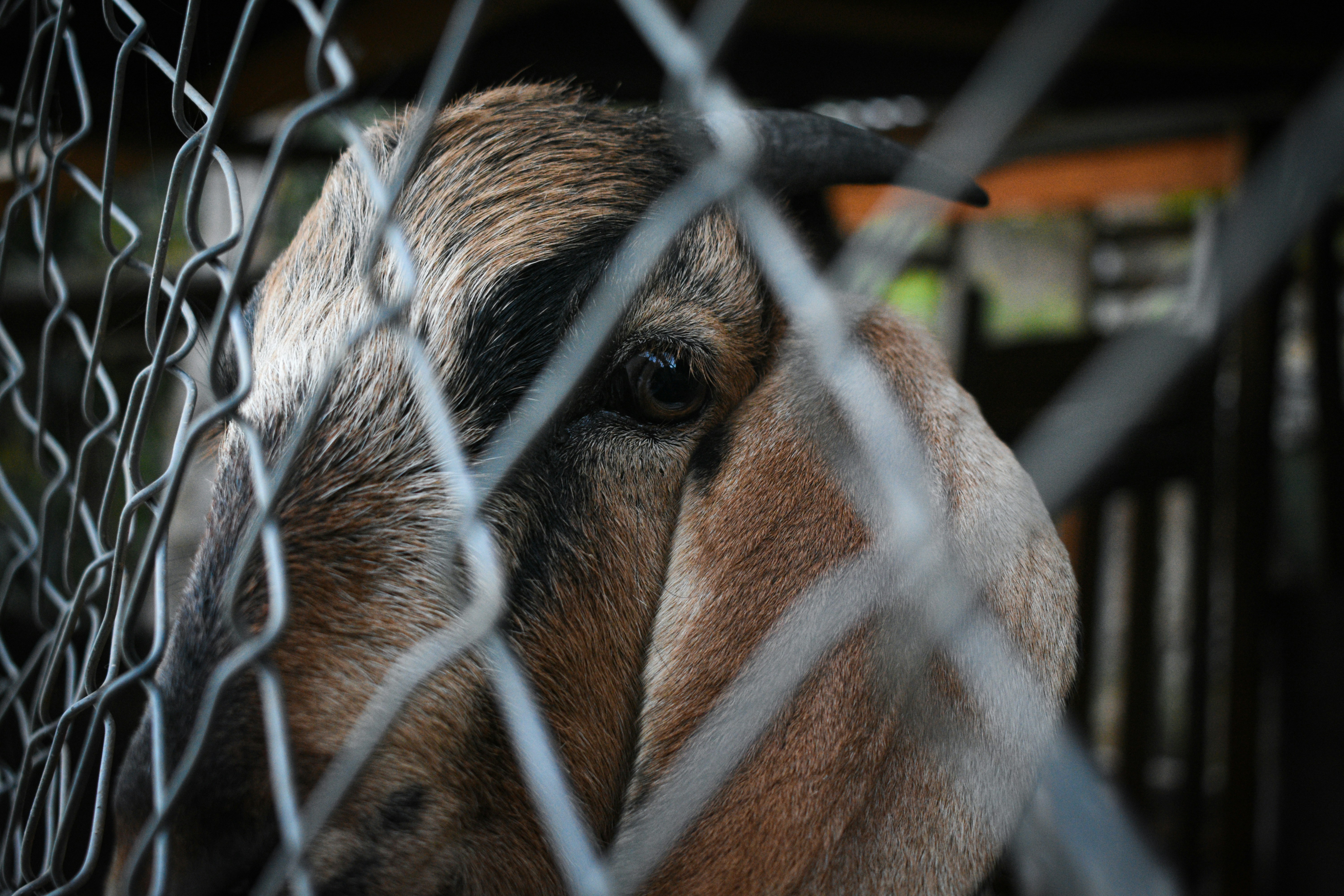 Through the Chain: A Sheep’s Gaze in a Cage of Wires