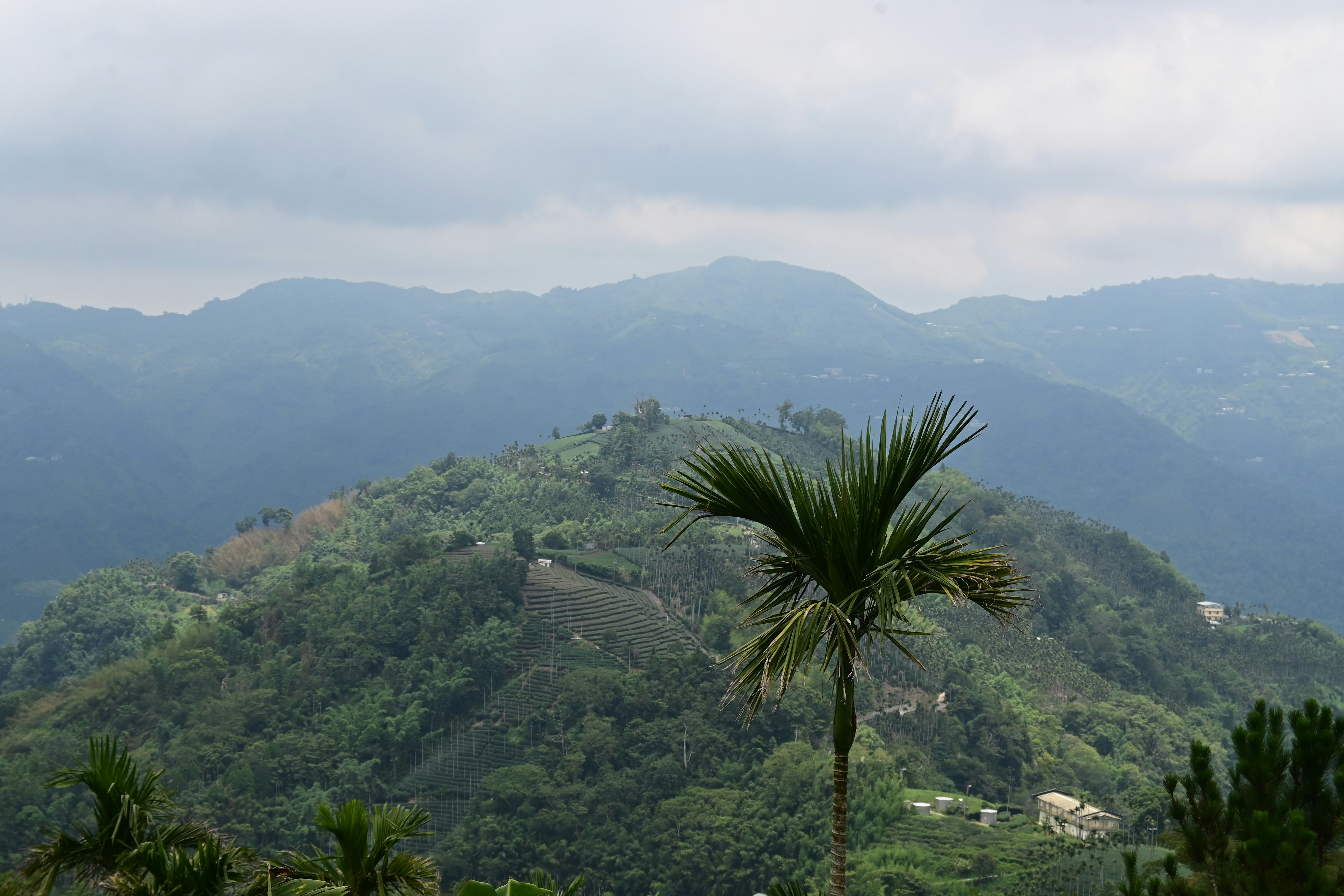 Palm Fronds Overlook: Terrace Village Amid Rolling Green Peaks