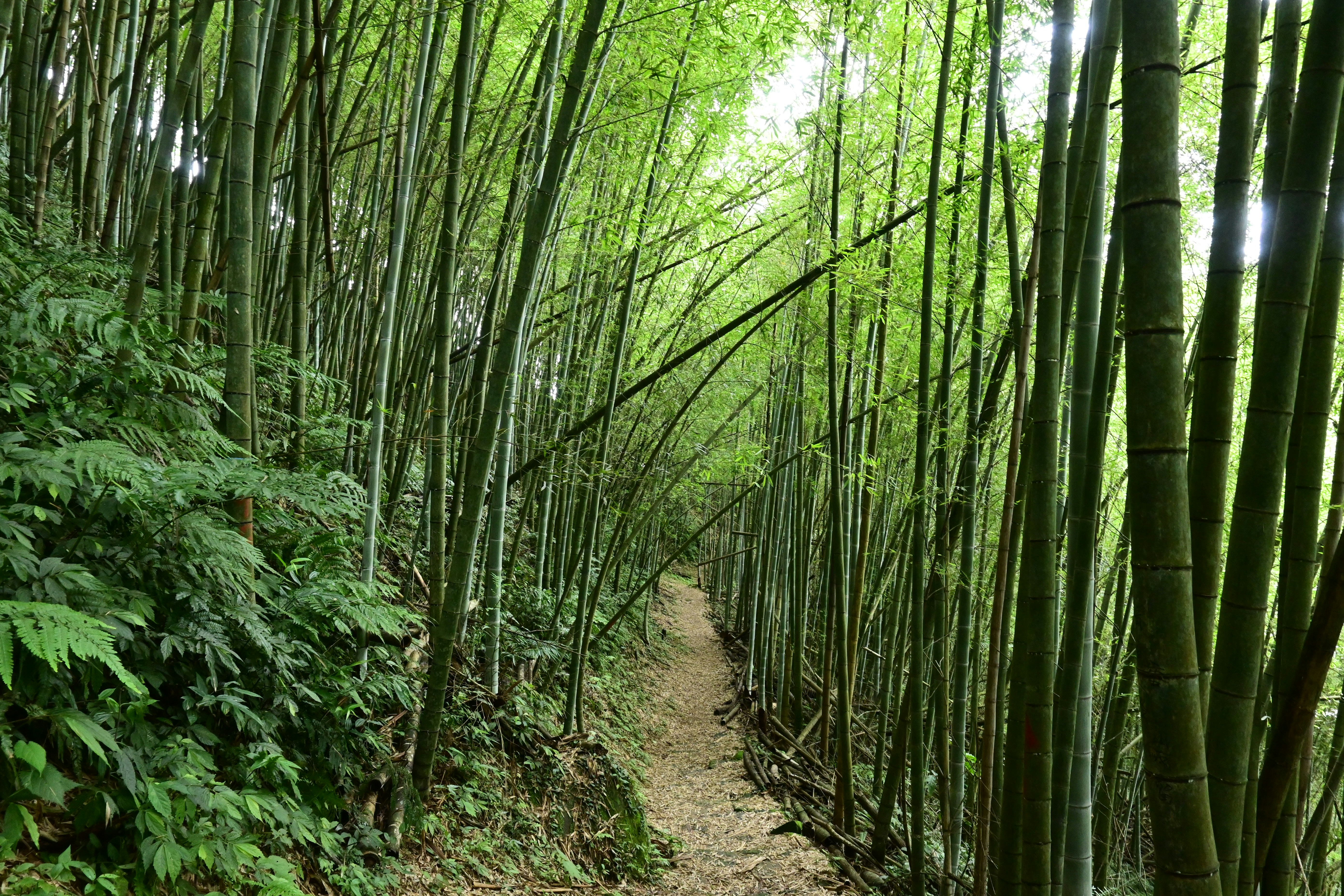 Emerald Corridor: a tranquil bamboo path through sunlit stalks