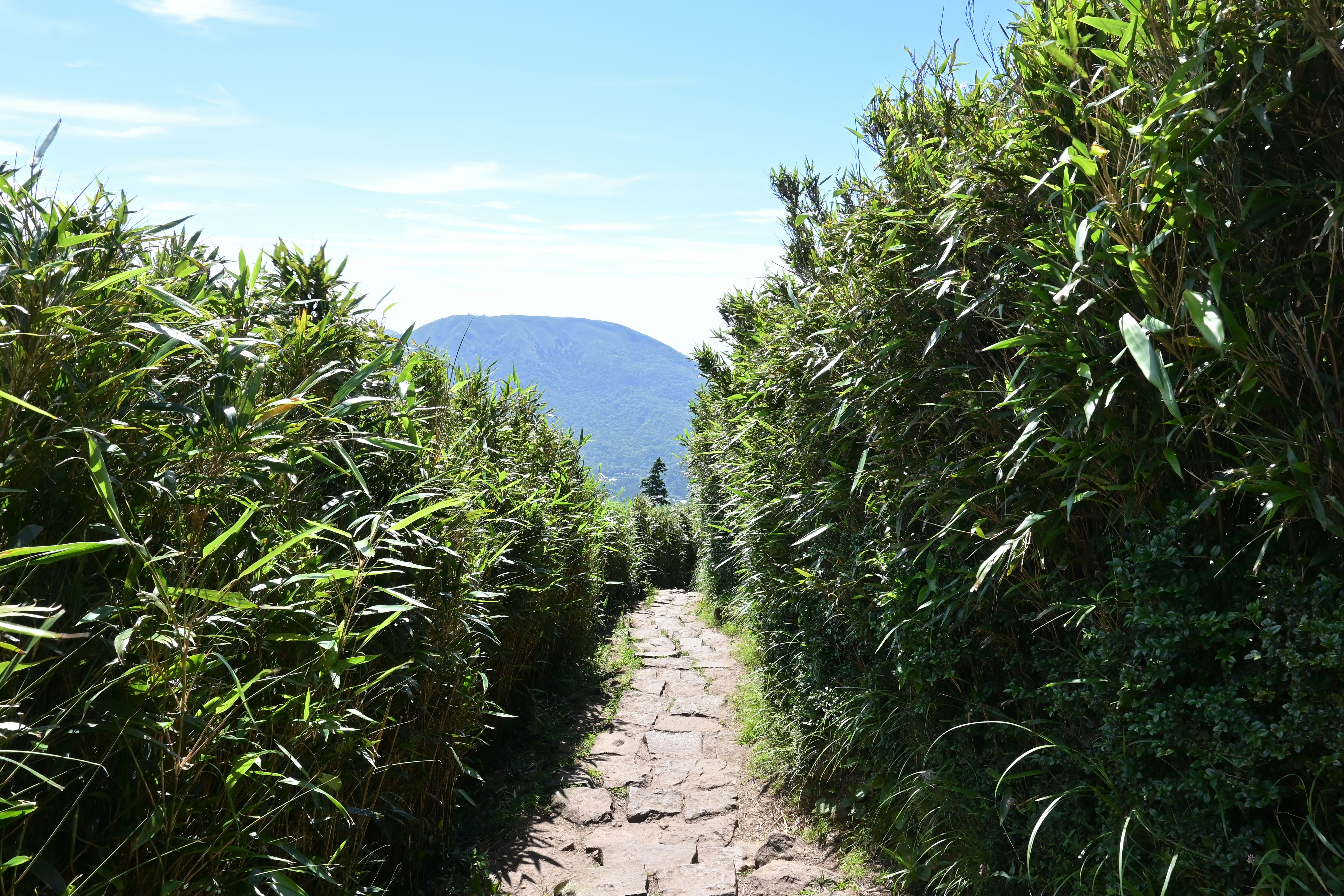 Path Through the Green Corridor Toward the Distant Hill