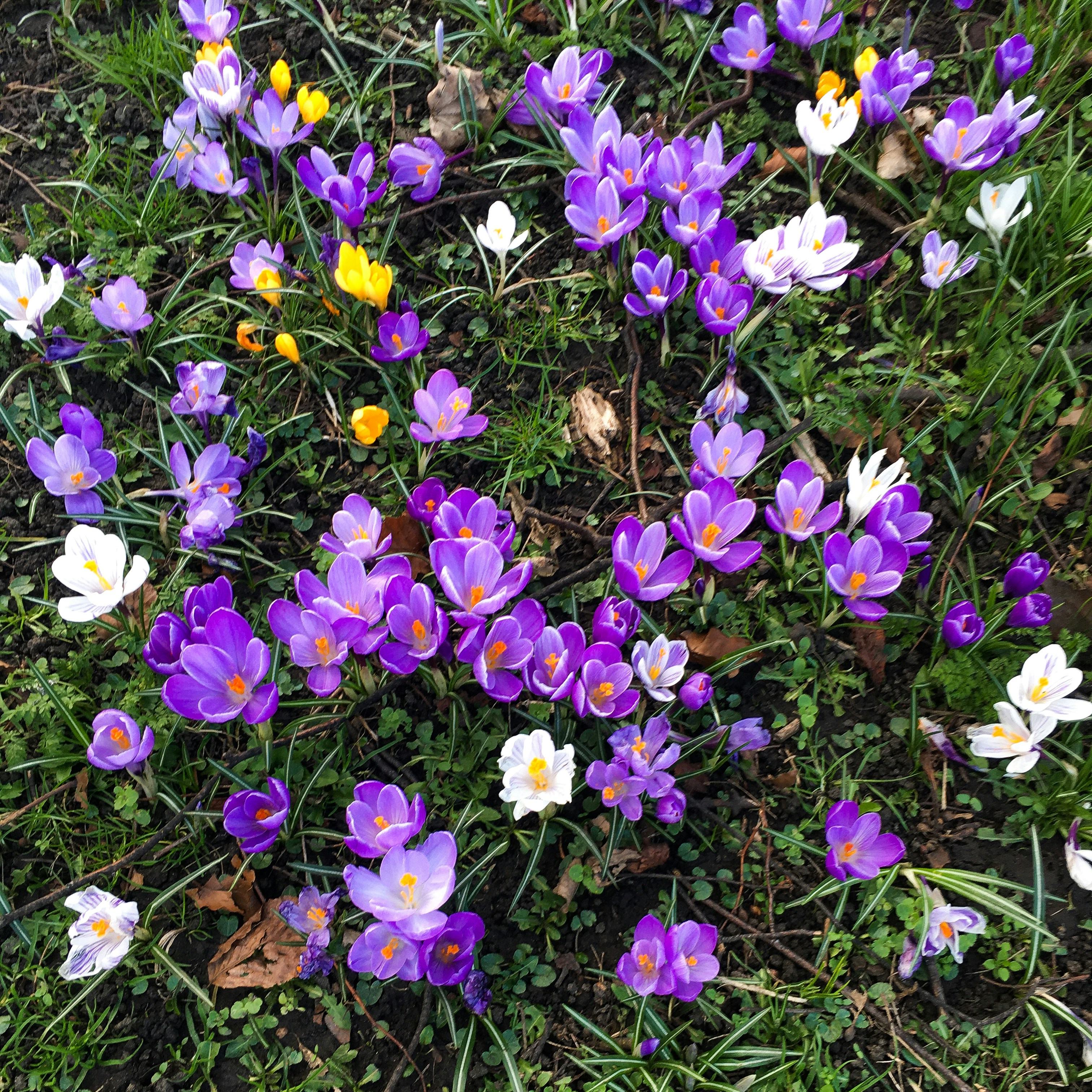 Violet Spring Carpet: Crocuses in Bloom