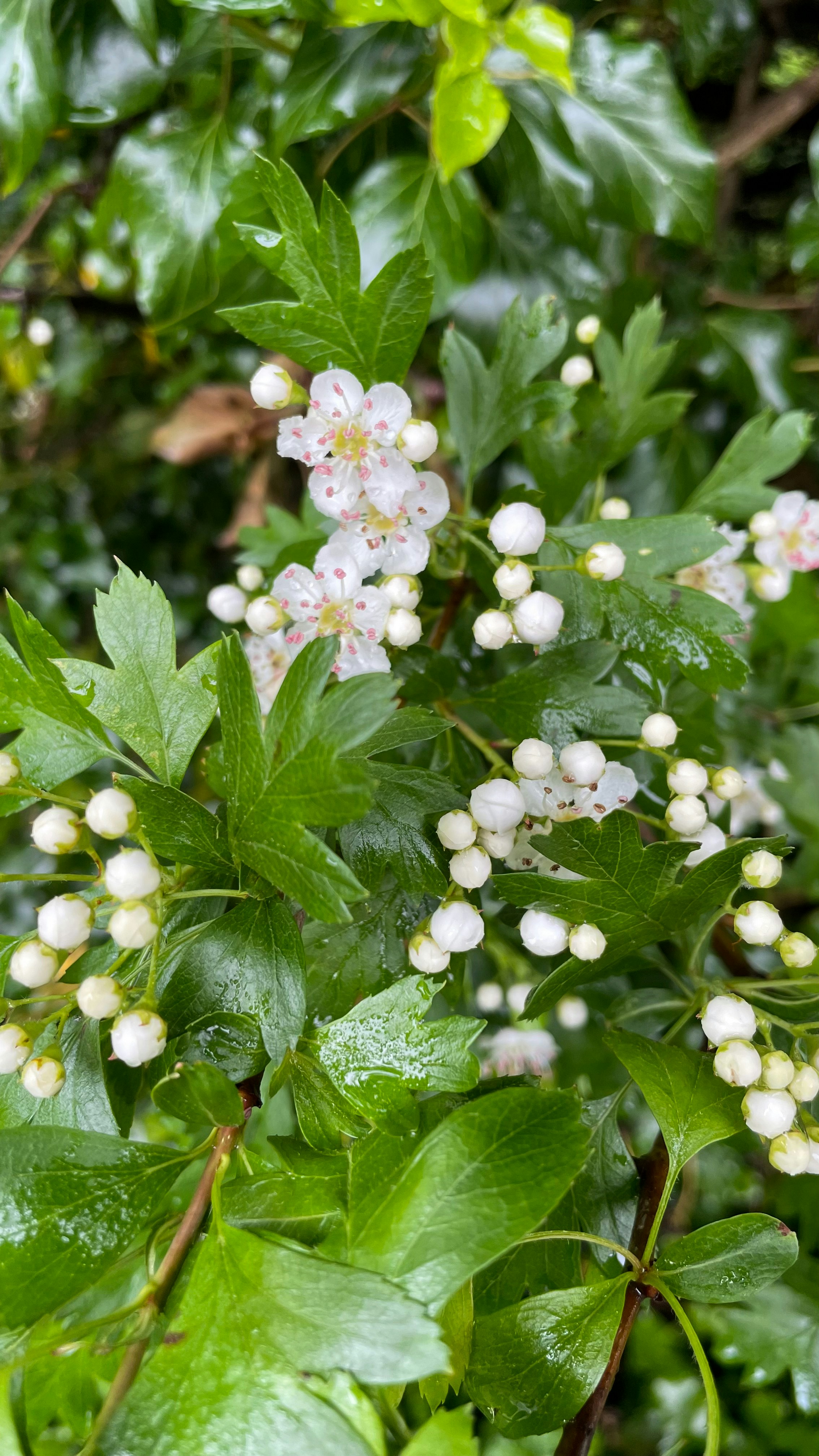 White-petaled blossoms amid glossy green foliage