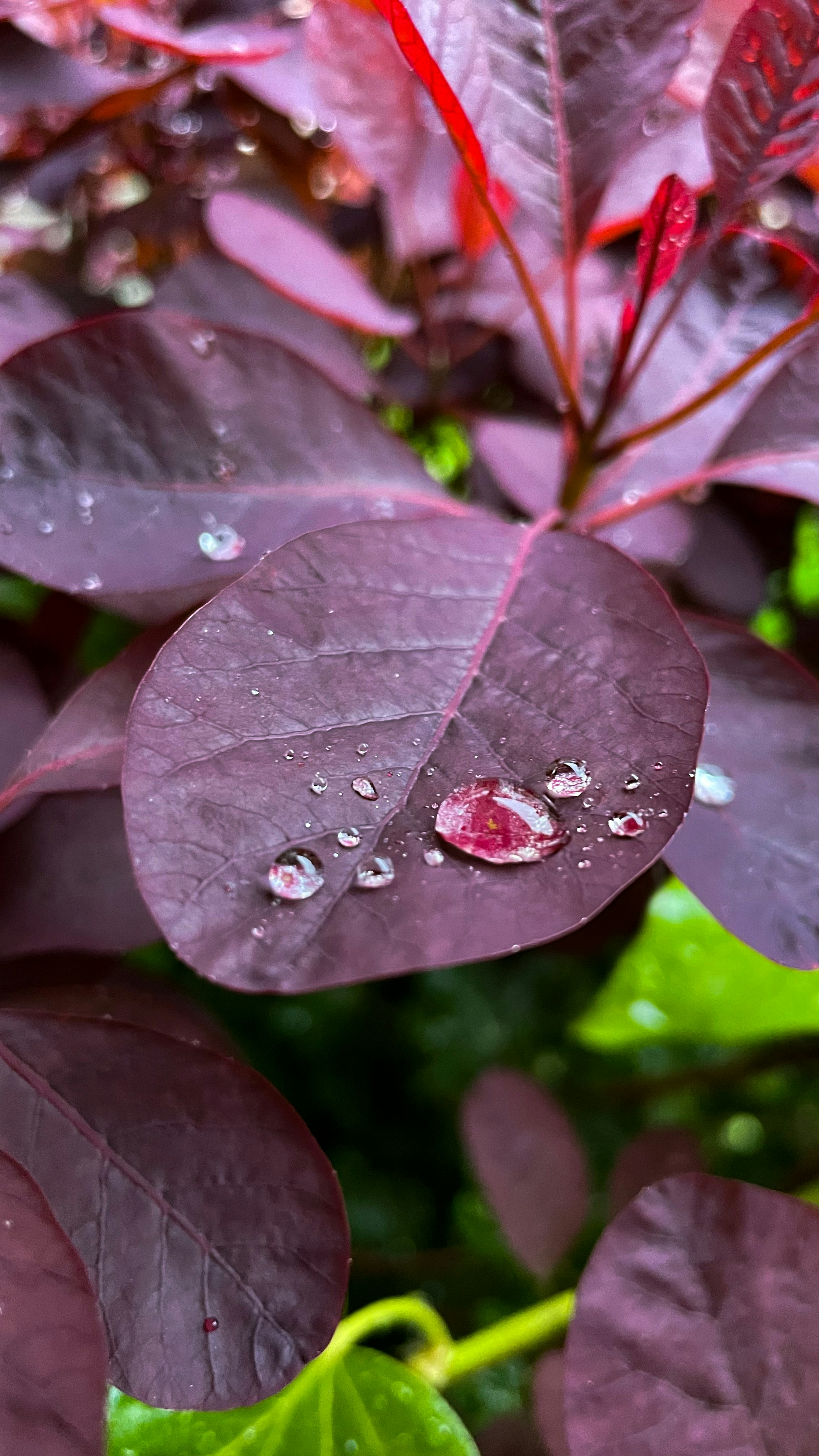 Crimson Leaves with Dew-Kissed Droplets