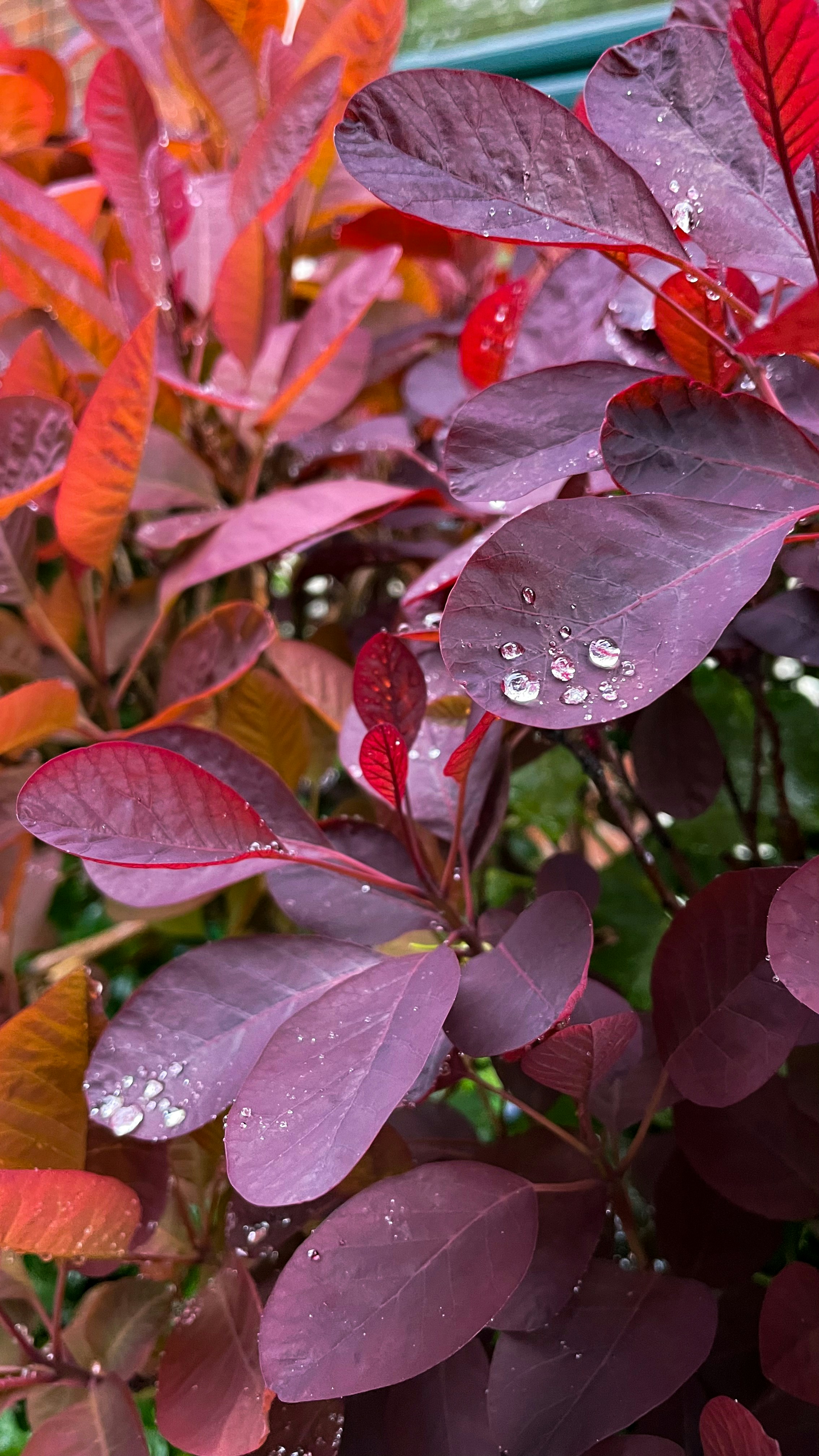 Crimson Leaves with Dew: A Close-Up of Autumn's Quiet Palette