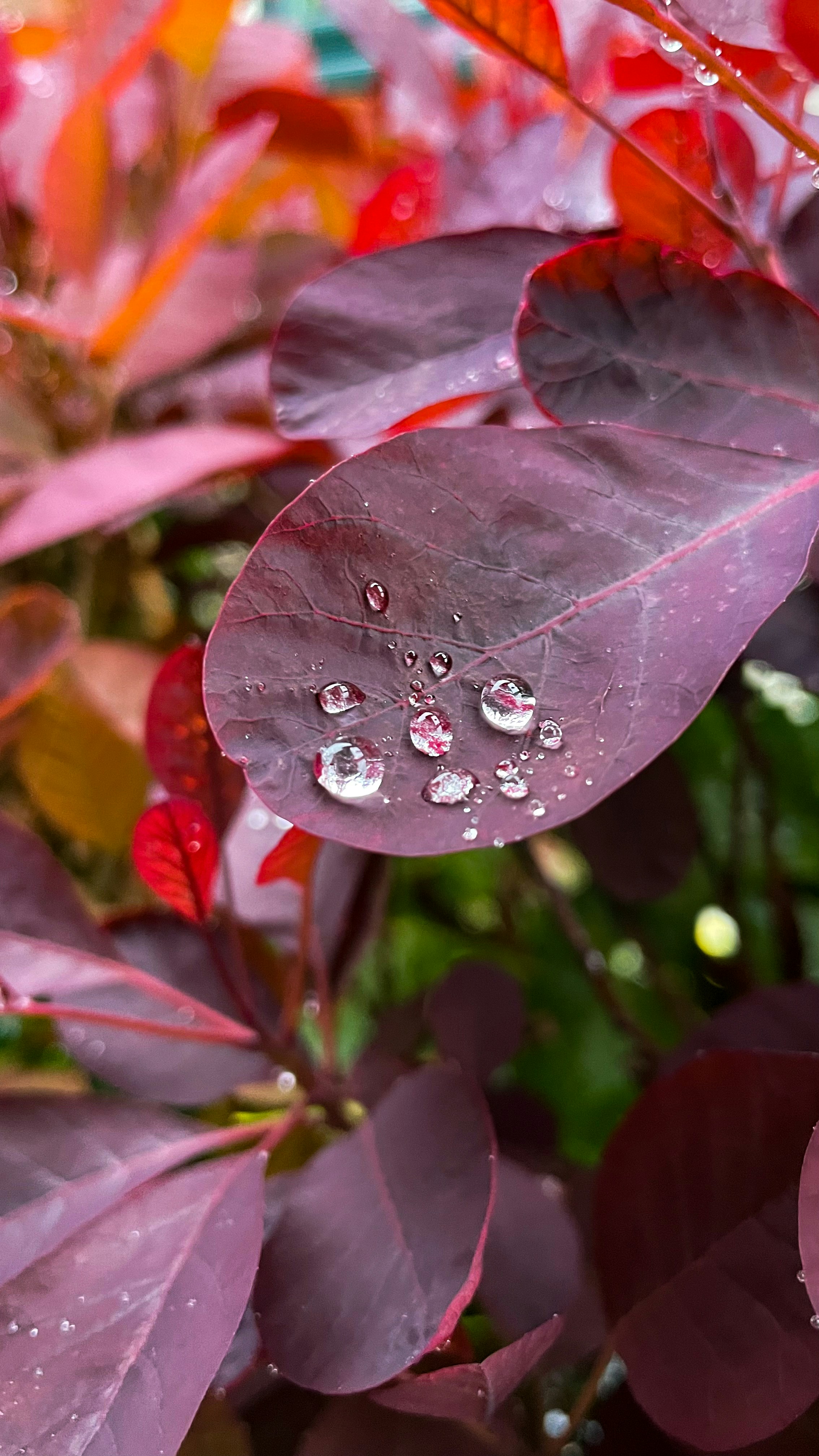 Crimson Leaves with Dew Droplets: A Close-Up of Velvet Foliage