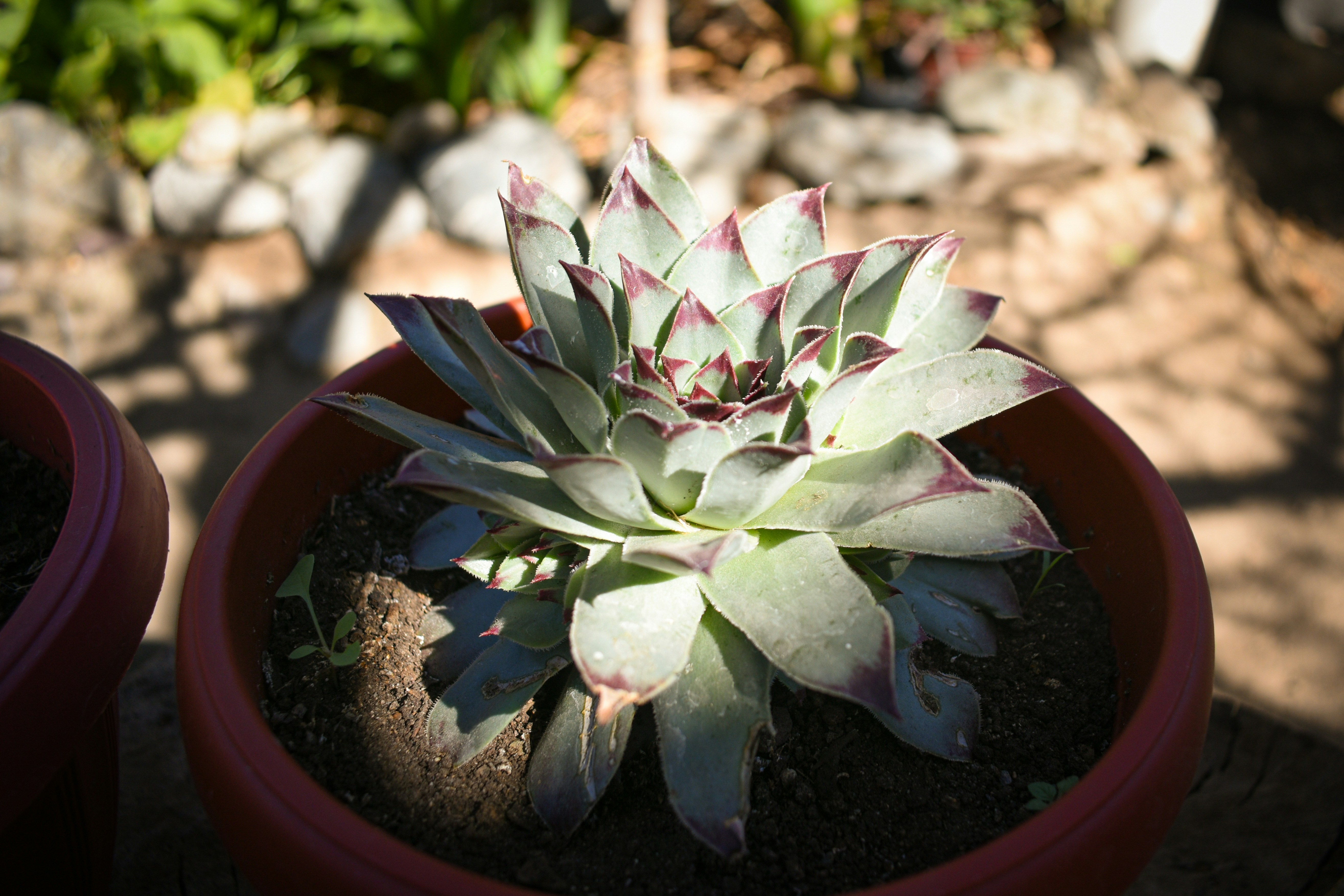 Mist-tinged rosette: a sunlit succulent centerpiece