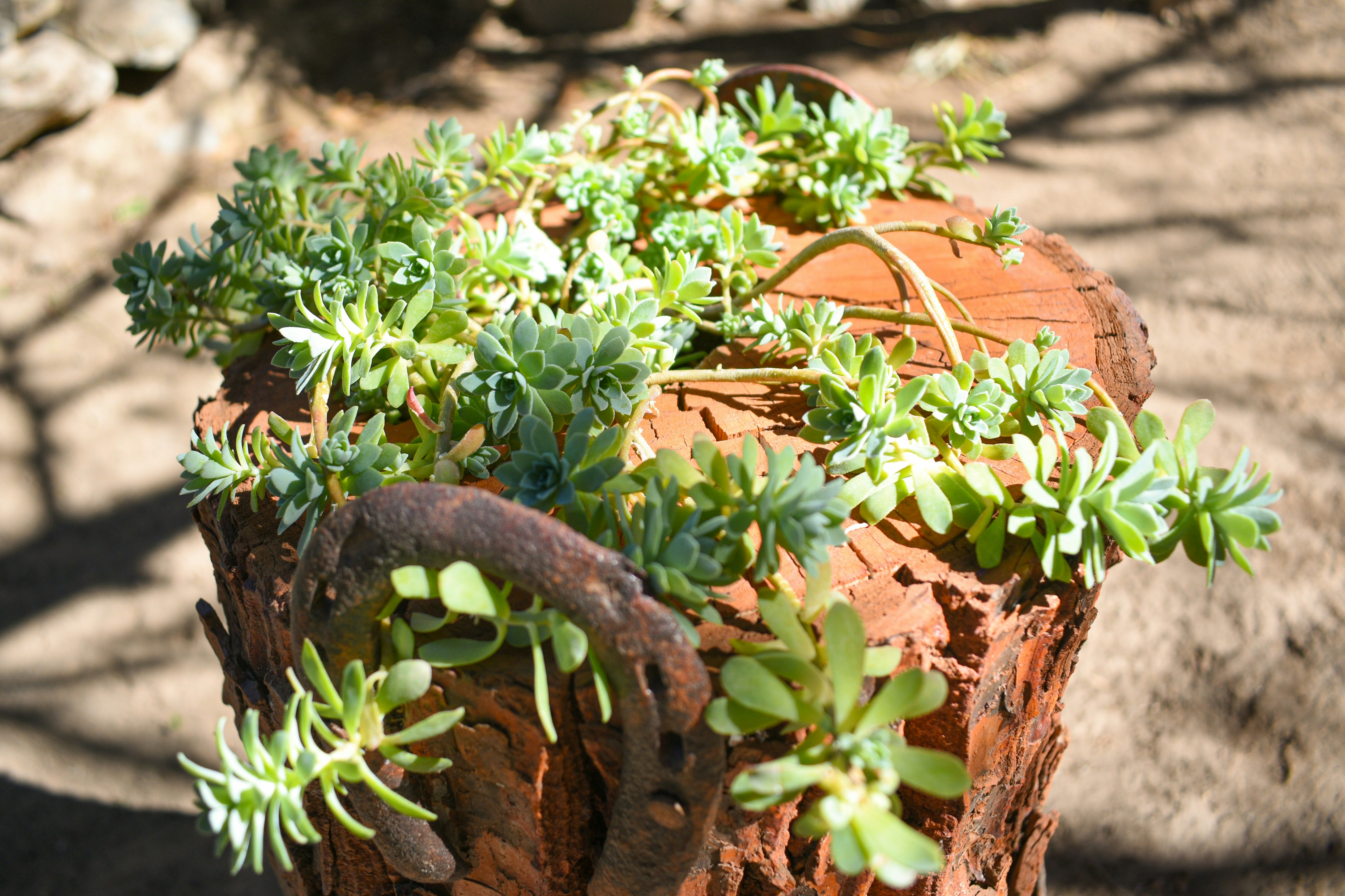 Succulent Terrace in Sunlit Clay: A Vase of Green Miniatures