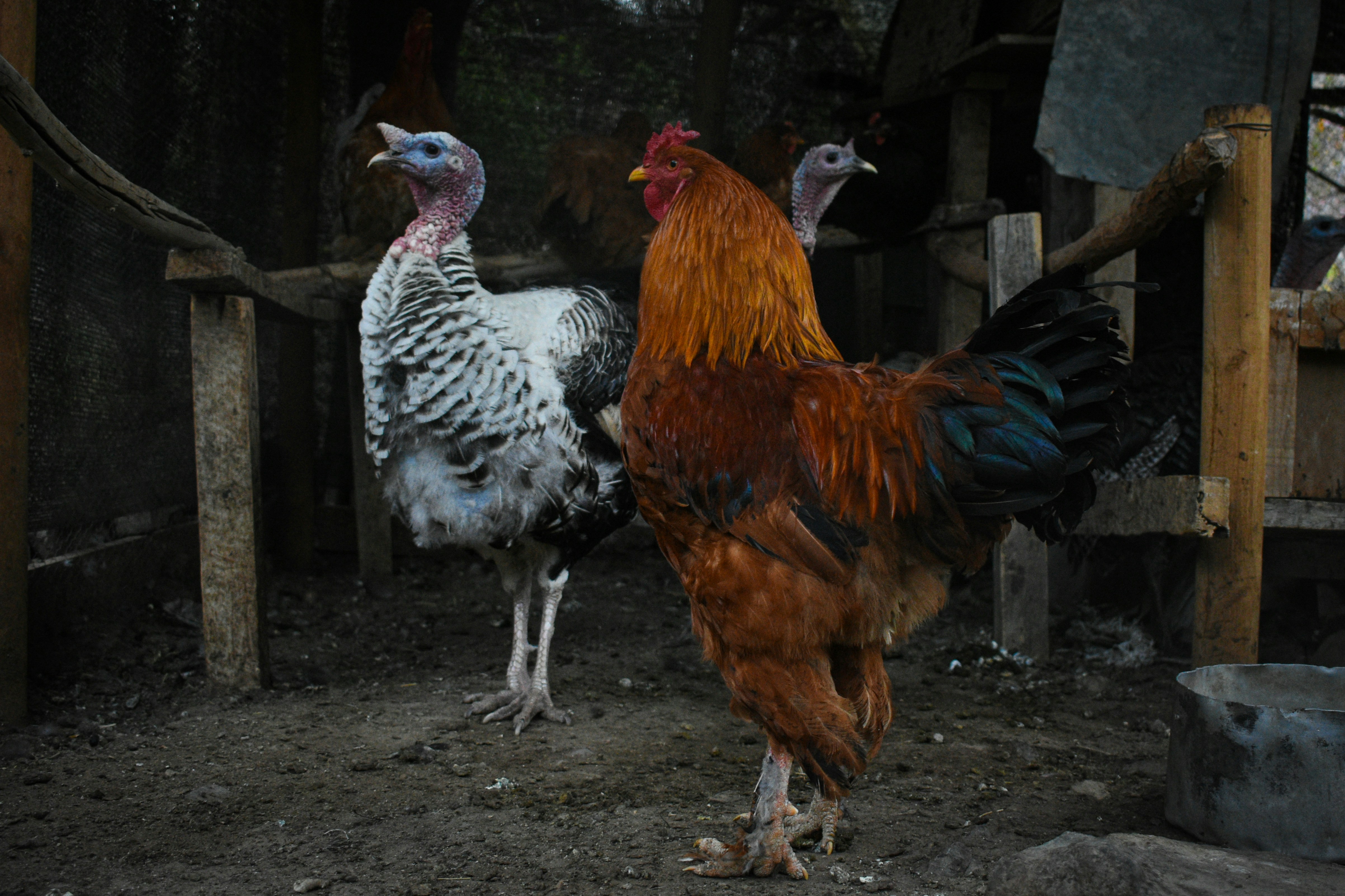 Roosters in the Shadowed Coop