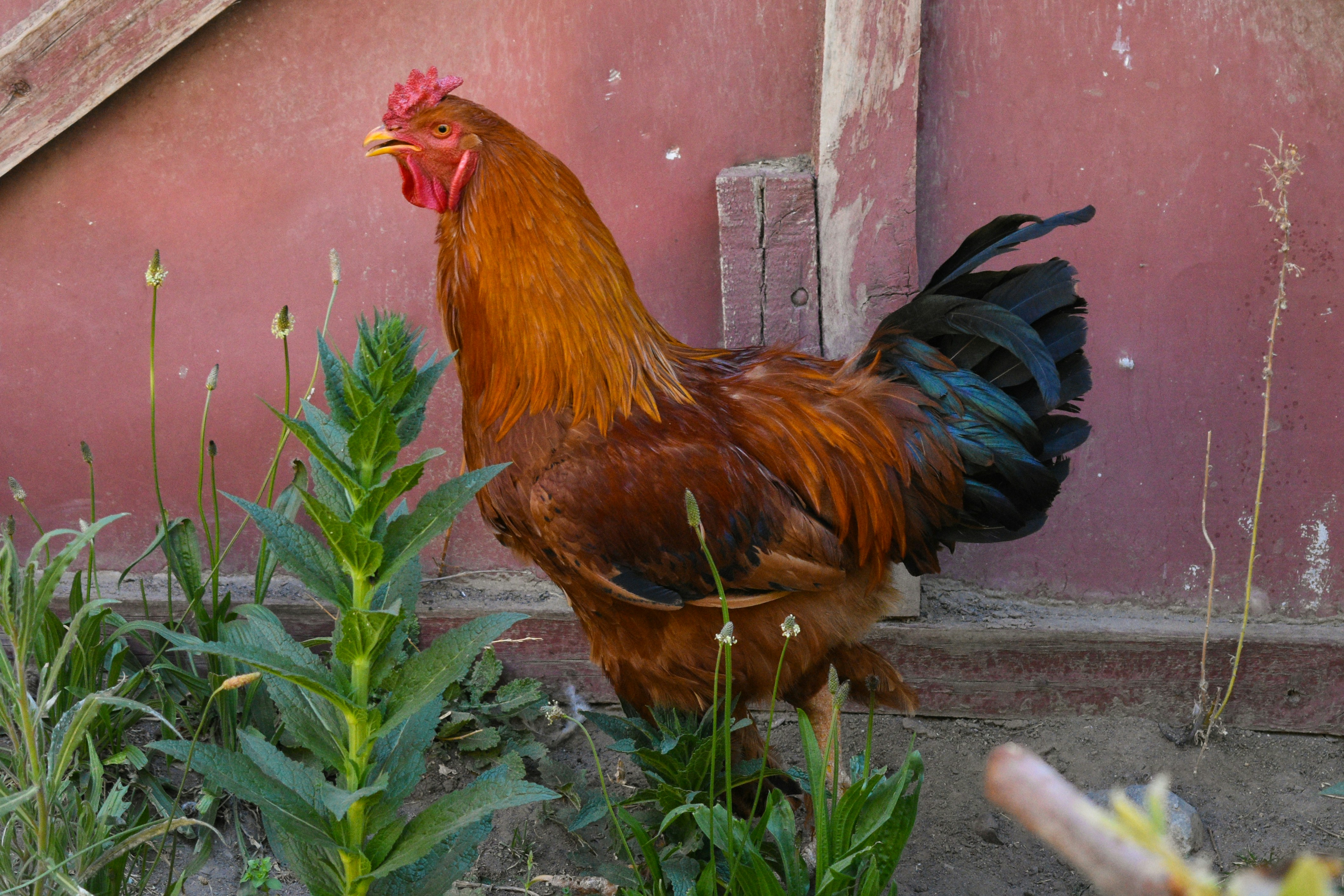 Dominant Rooster in a Farmyard Wake