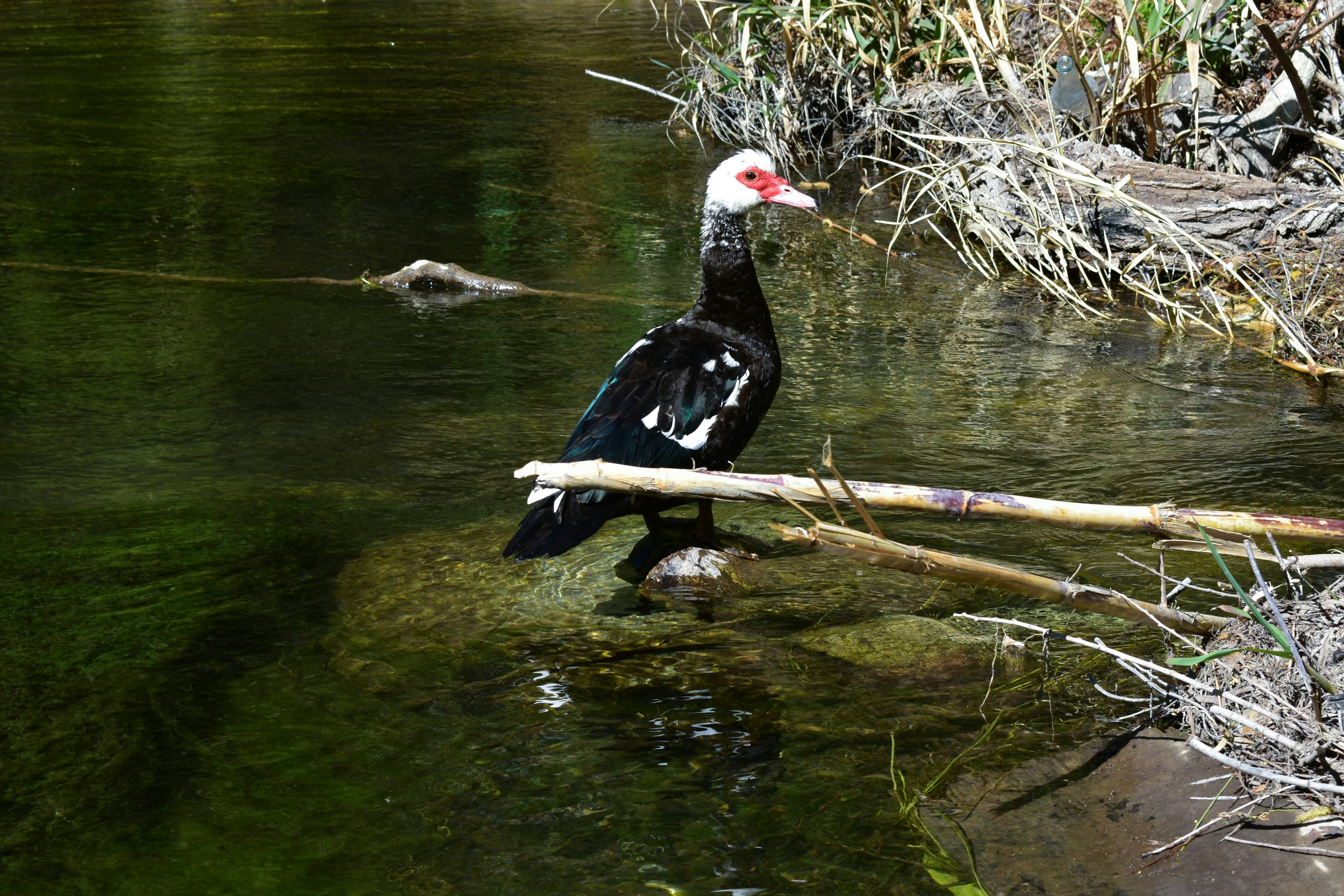 Red-eyed Moorhen on a sunlit log in tranquil shallows