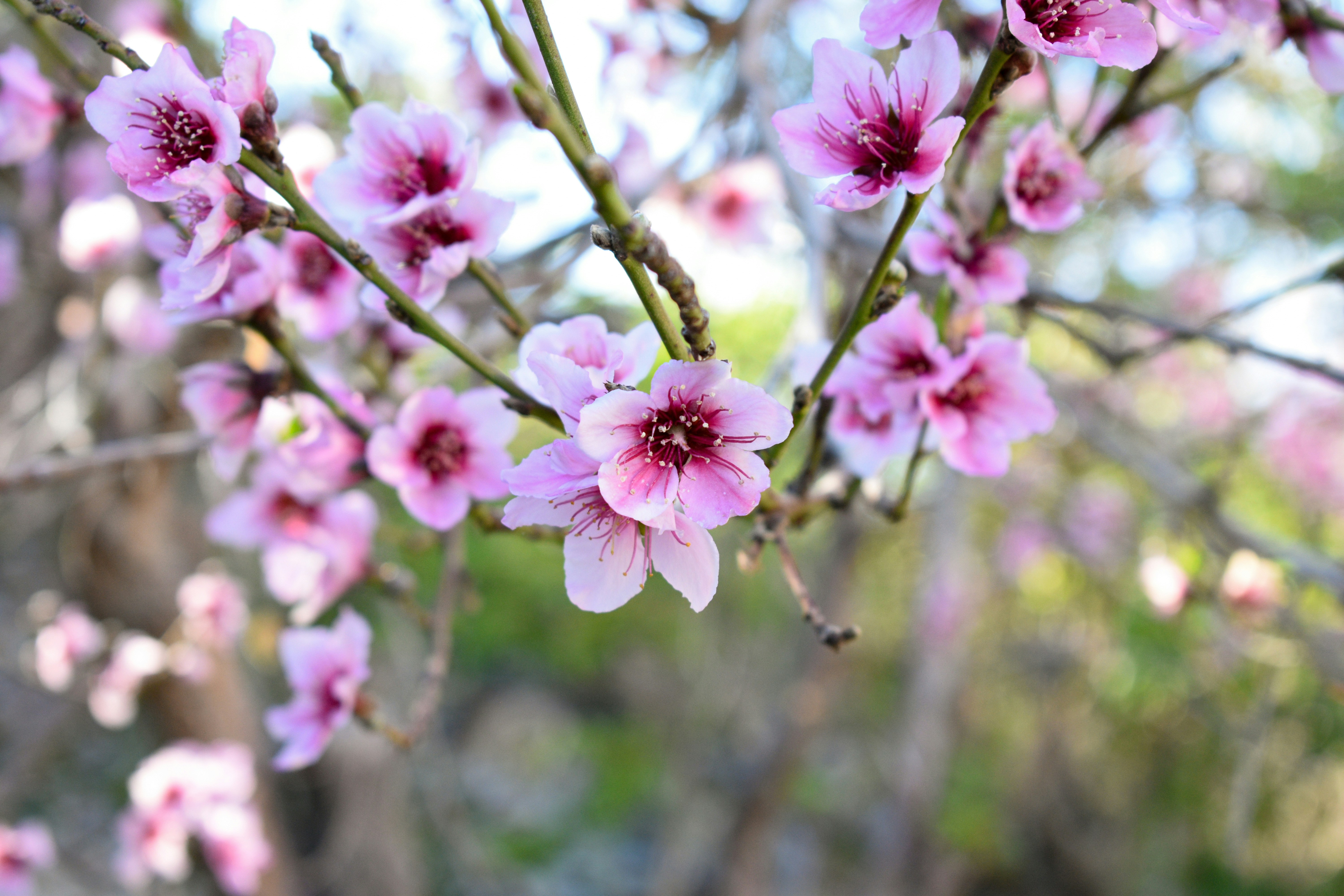 Spring Blossom Centerstage: A Cluster of Pink Flowers in Focus
