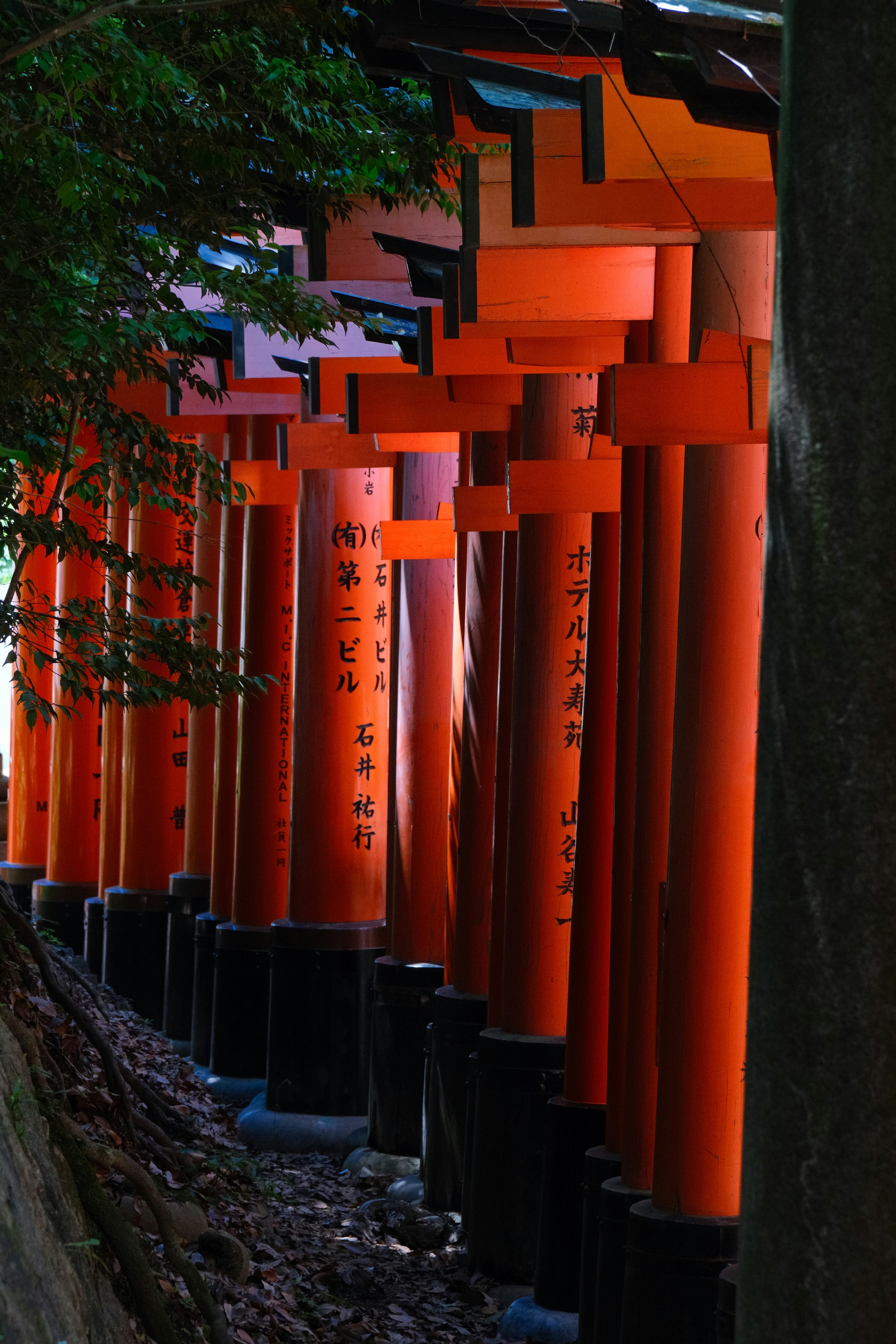 Crimson Corridor: A Red Torii Forest Bathed in Dappled Shade