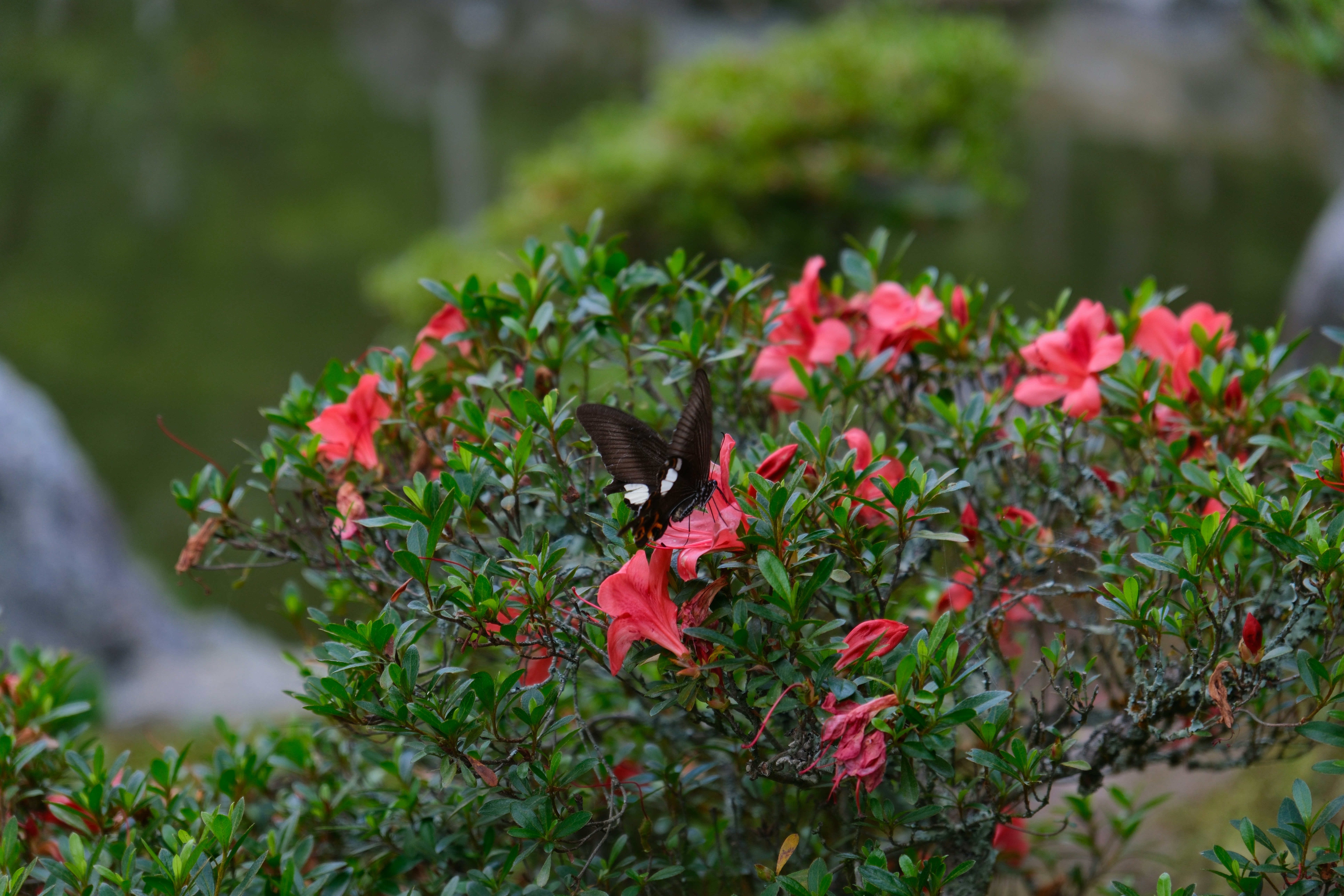Midflight Grace: A Black Butterfly on Coral Azalea in Bloom