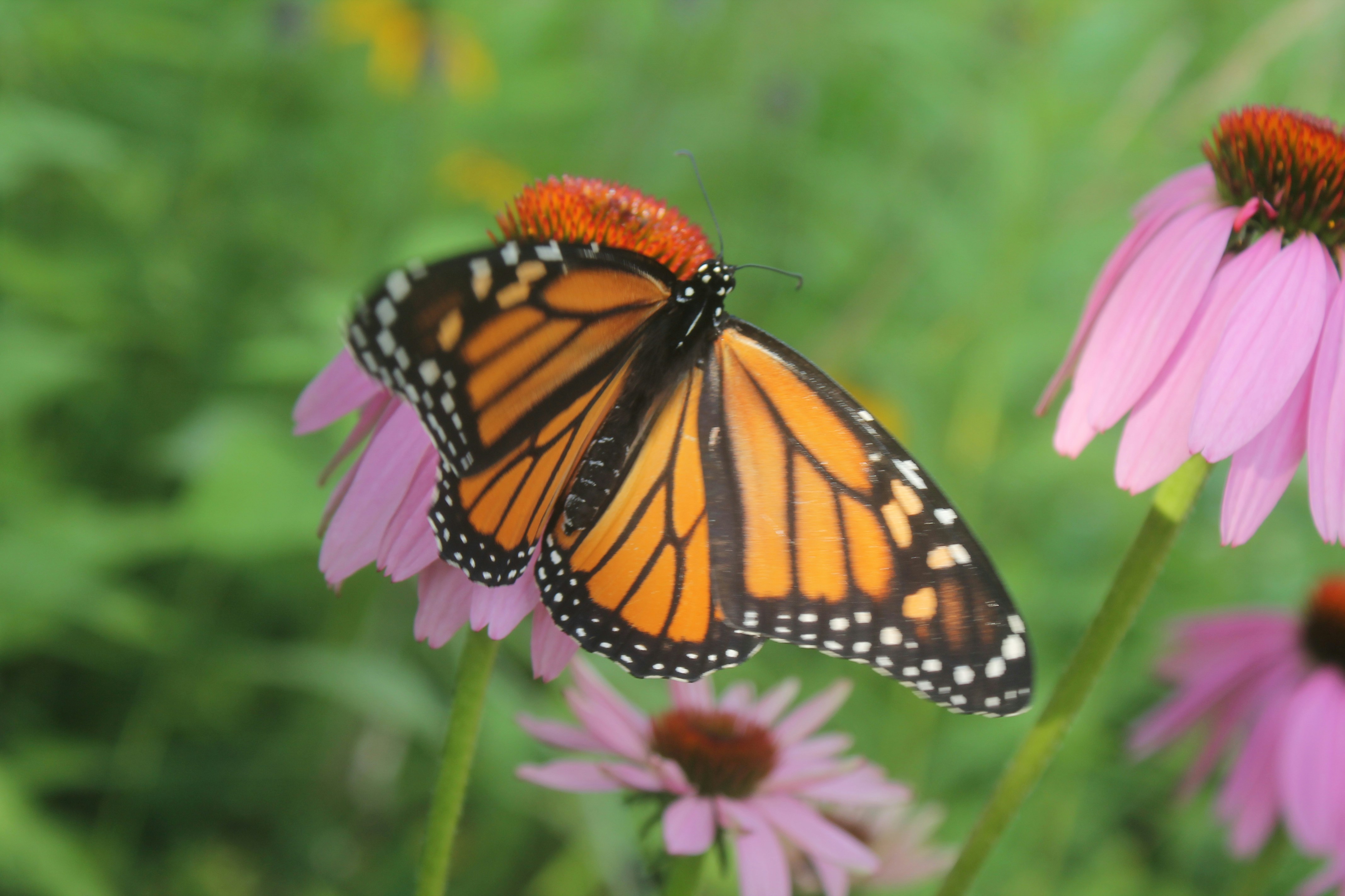 Monarch on Magenta Bloom: a delicate moment in soft summer light